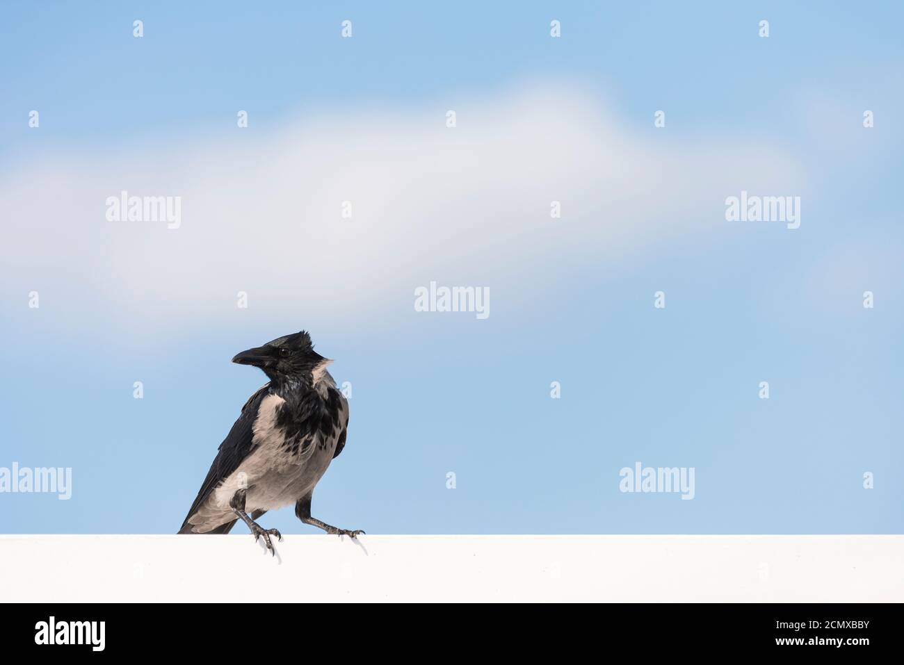 Raven posing to the camera with a blue sky background Stock Photo - Alamy