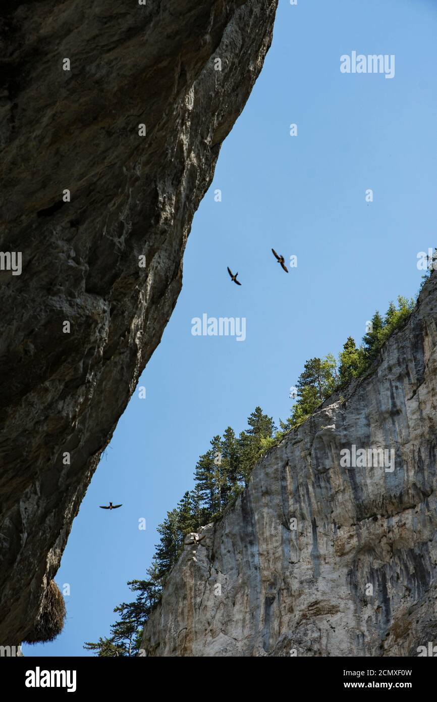 Birds flying between mountain hills Stock Photo - Alamy