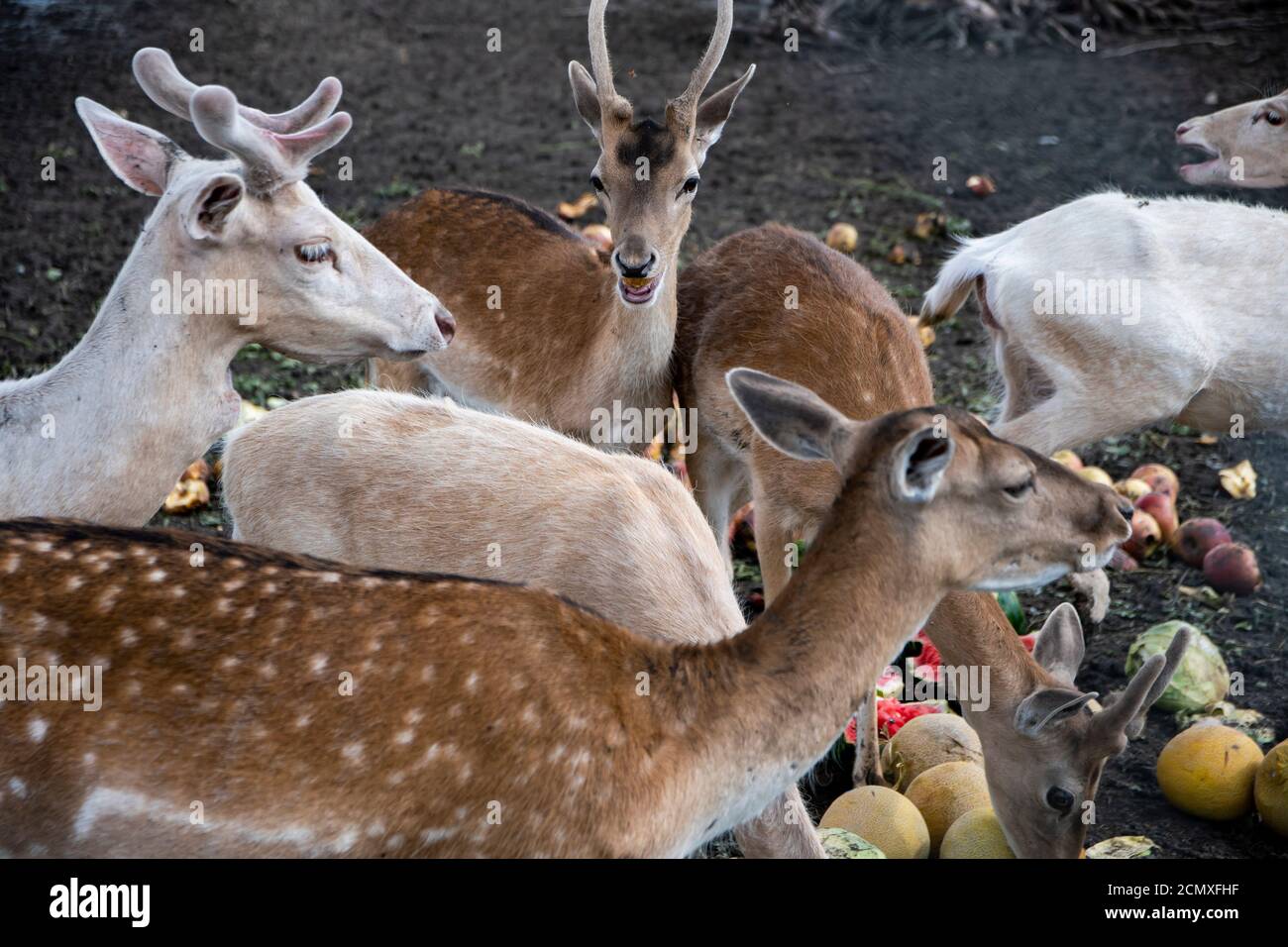 Deer fawn eating hi-res stock photography and images - Alamy