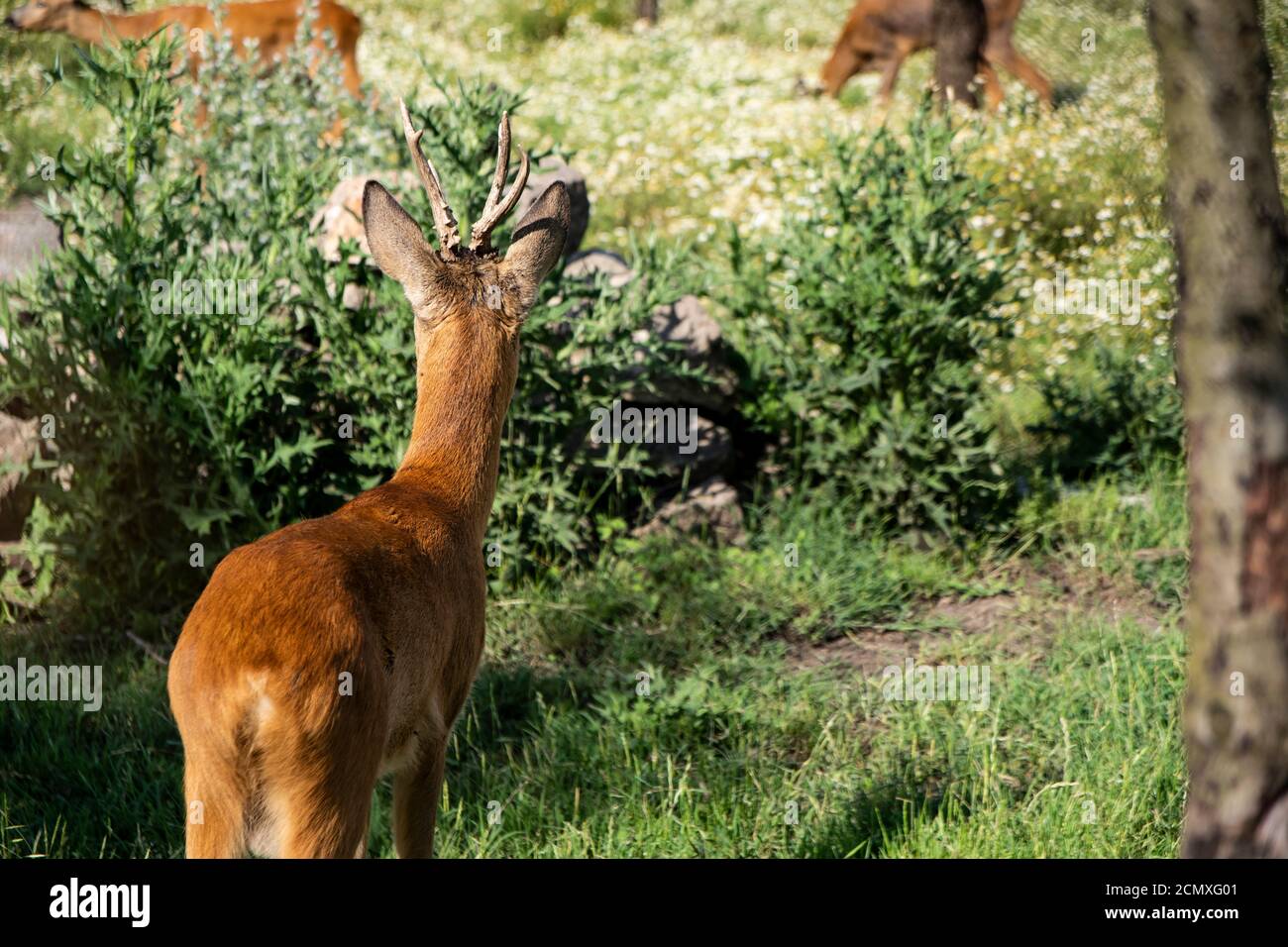 The back of a beautiful fawn deer in the wild Stock Photo - Alamy