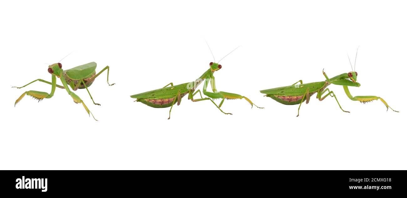three green mantis on a white background, insect in different poses ...