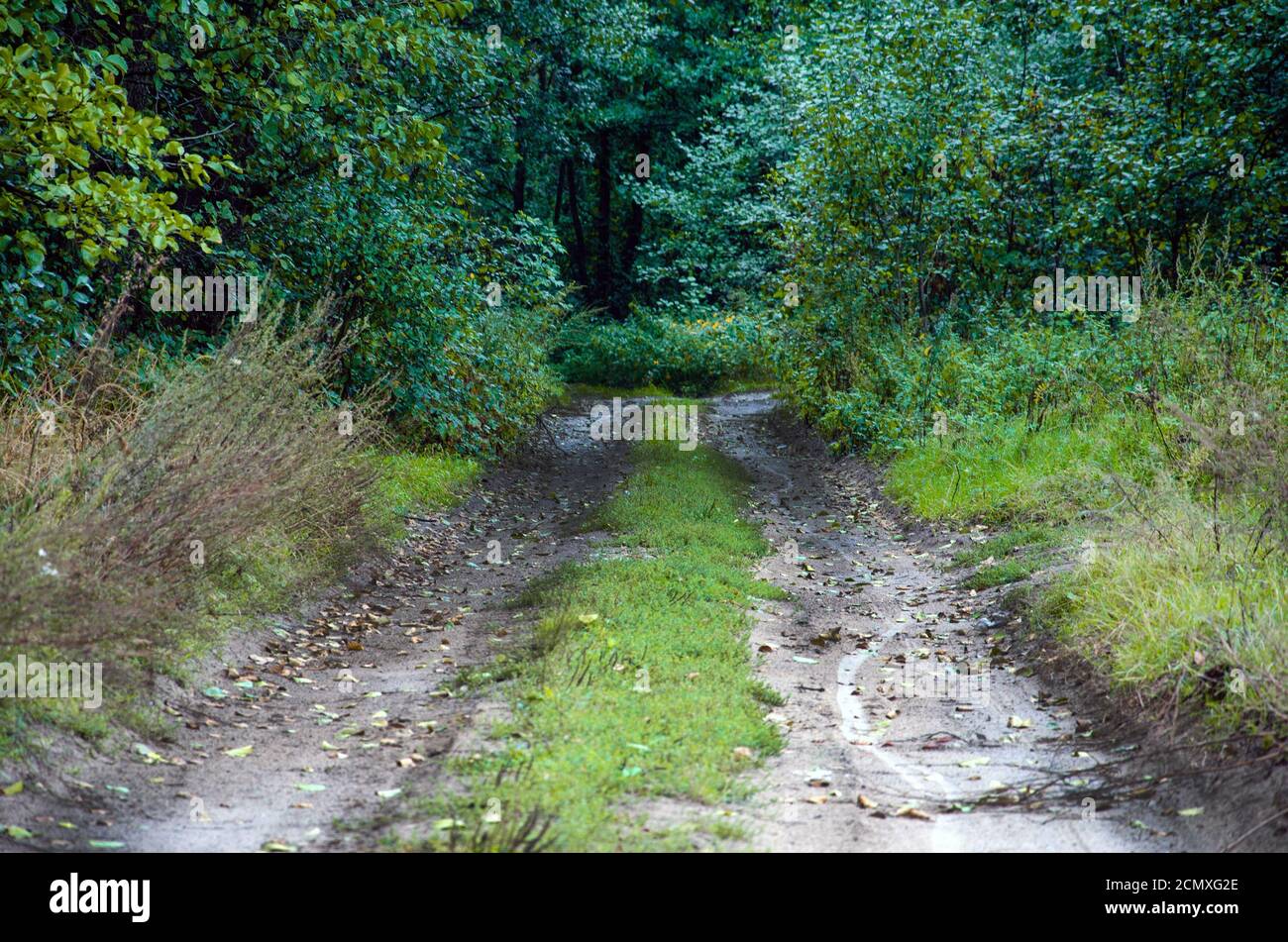 Beautiful autumn forest mountain path at sunset Stock Photo - Alamy
