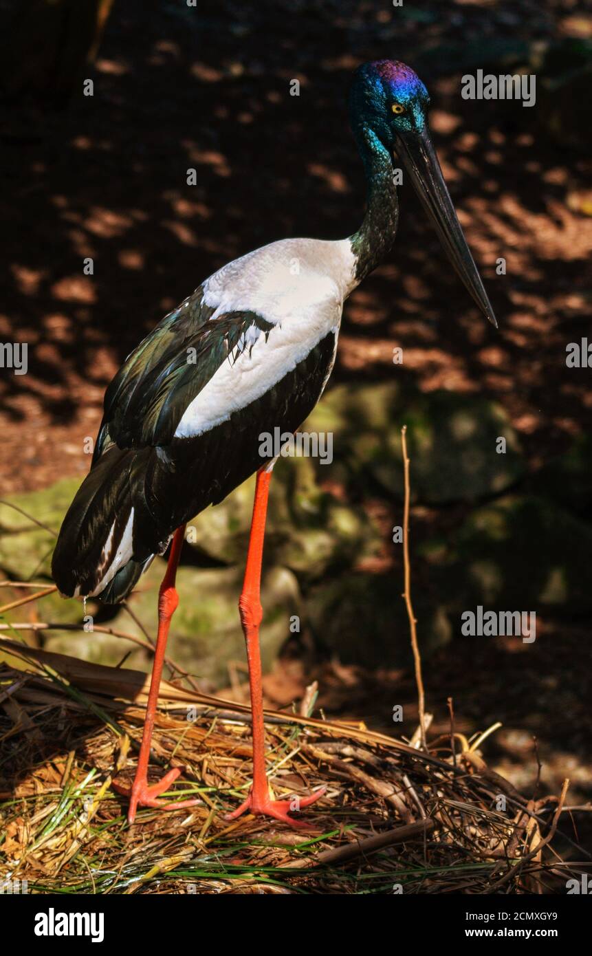 Standing black necked stork hi-res stock photography and images - Alamy