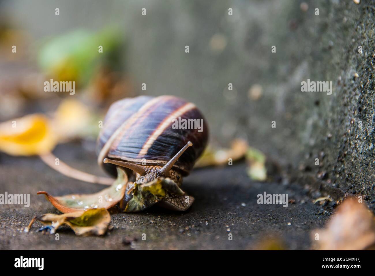 Brown garden snail eating leaf hi-res stock photography and images - Alamy
