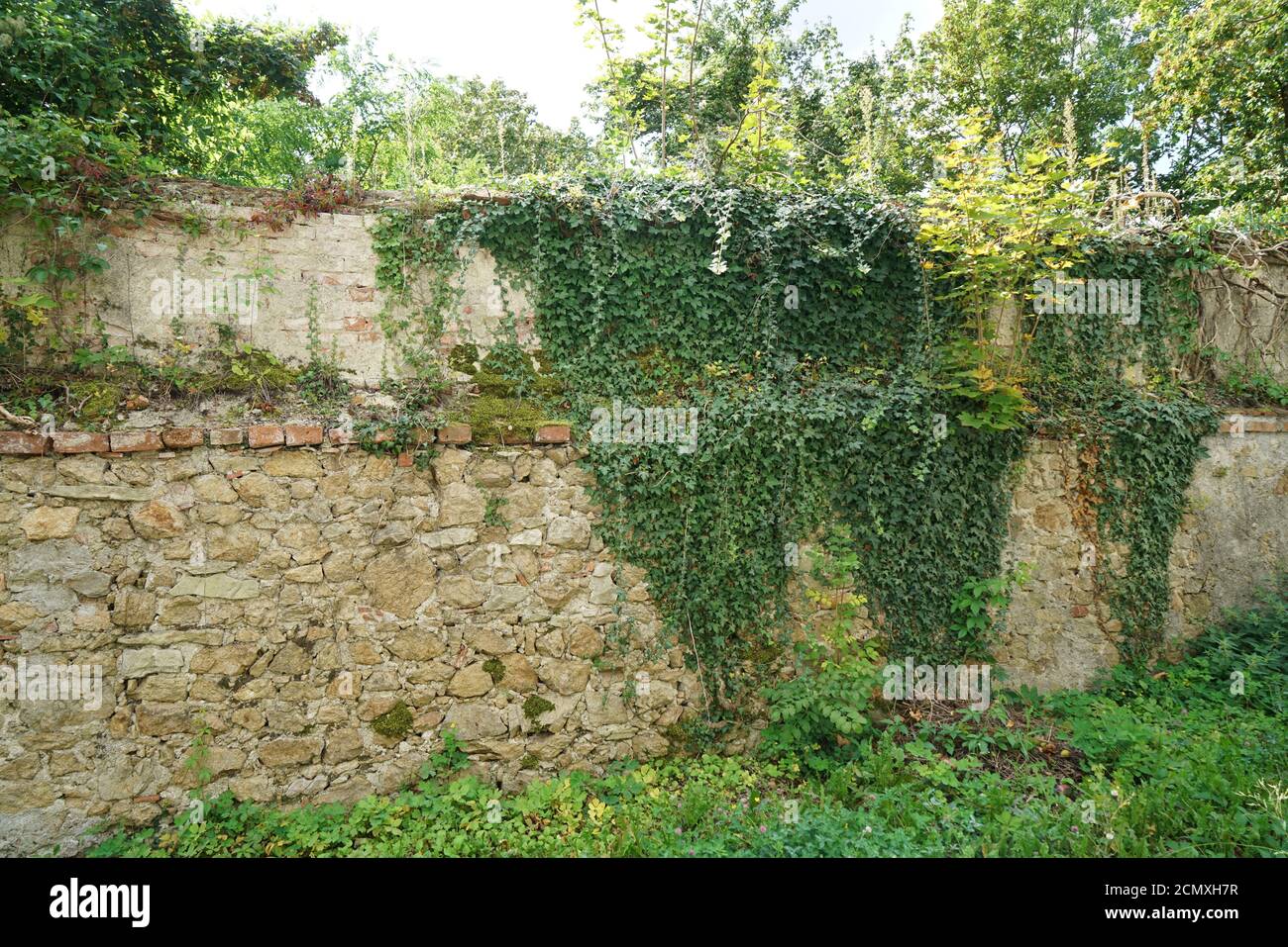 Brick wall covered with green plants and leaves Stock Photo - Alamy