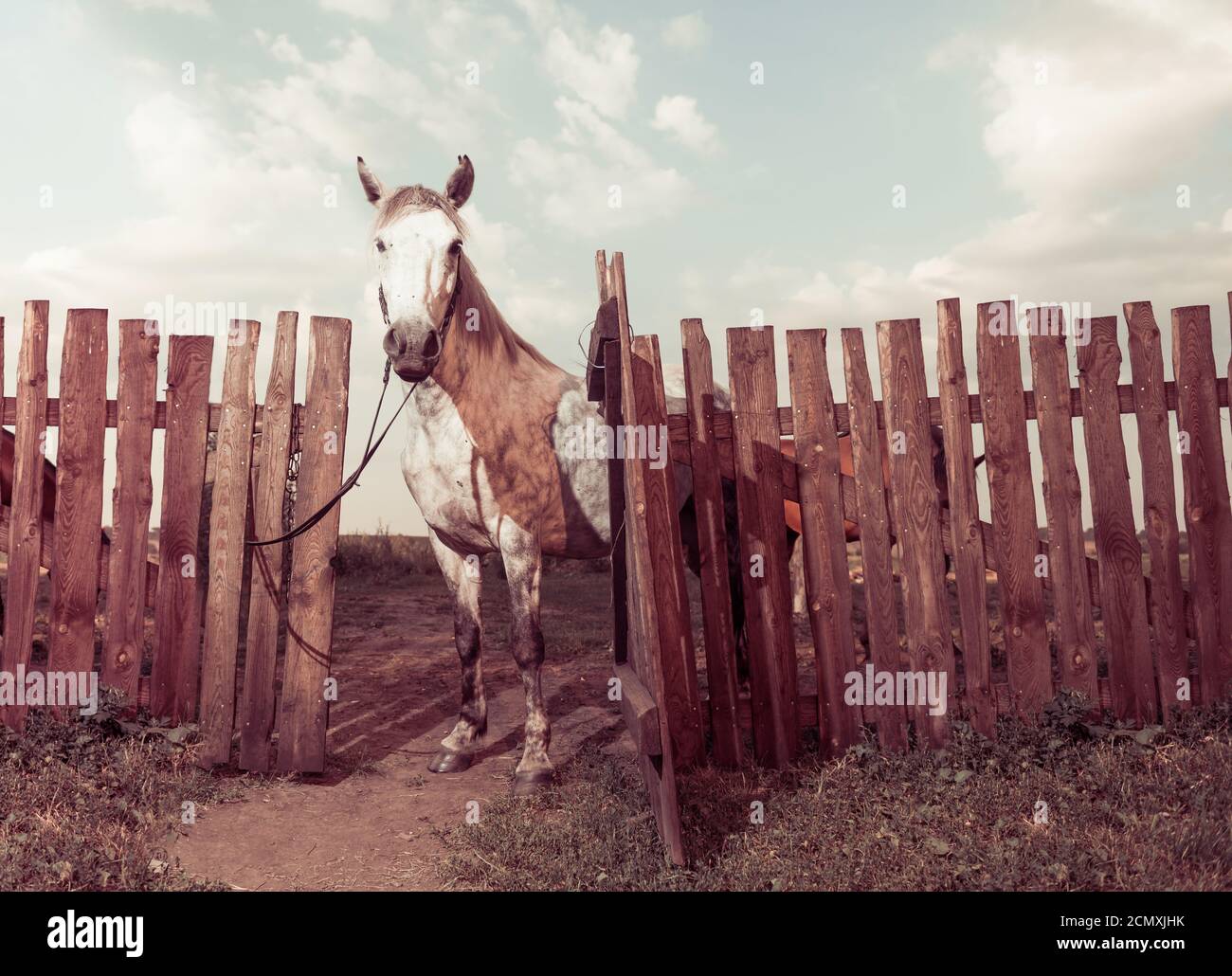 White horse at open wooden fence gate Stock Photo - Alamy