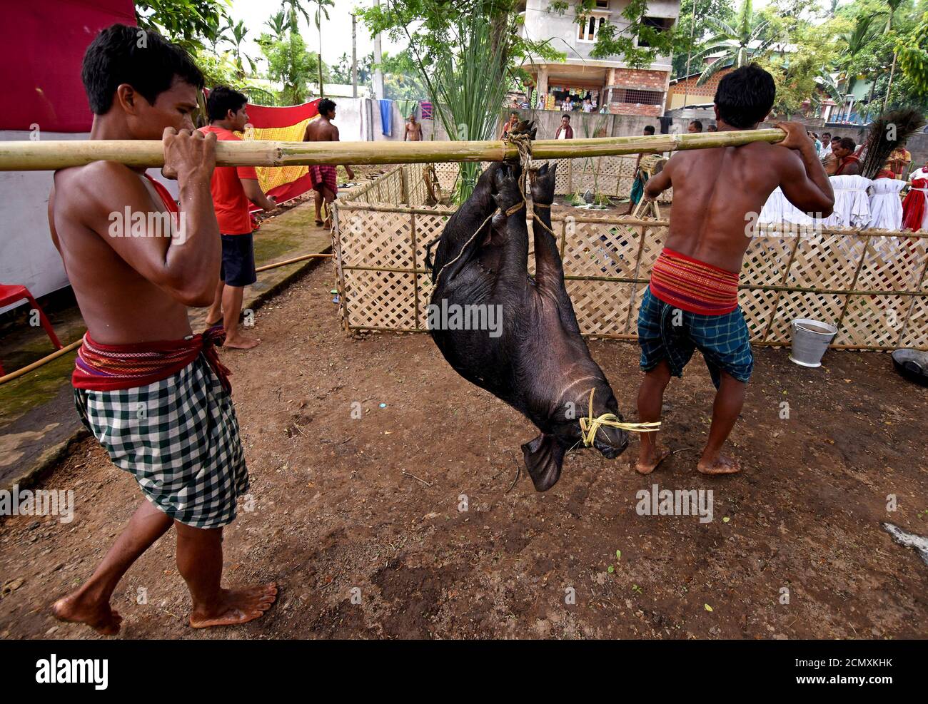 Pig in india hi-res stock photography and images - Alamy