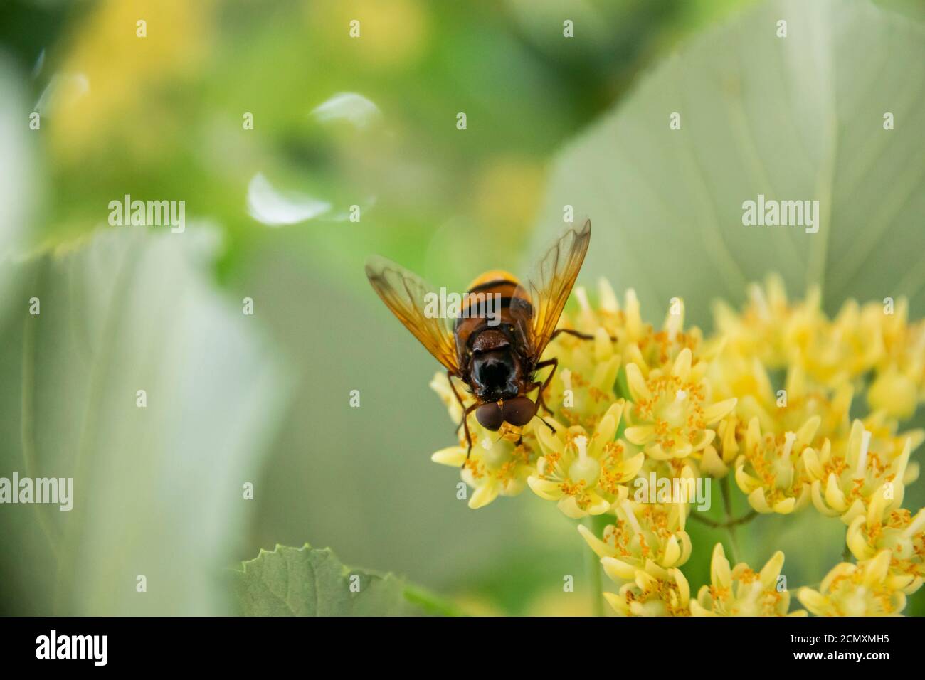A big bumblebee extracts pollen from a linden tree Stock Photo - Alamy