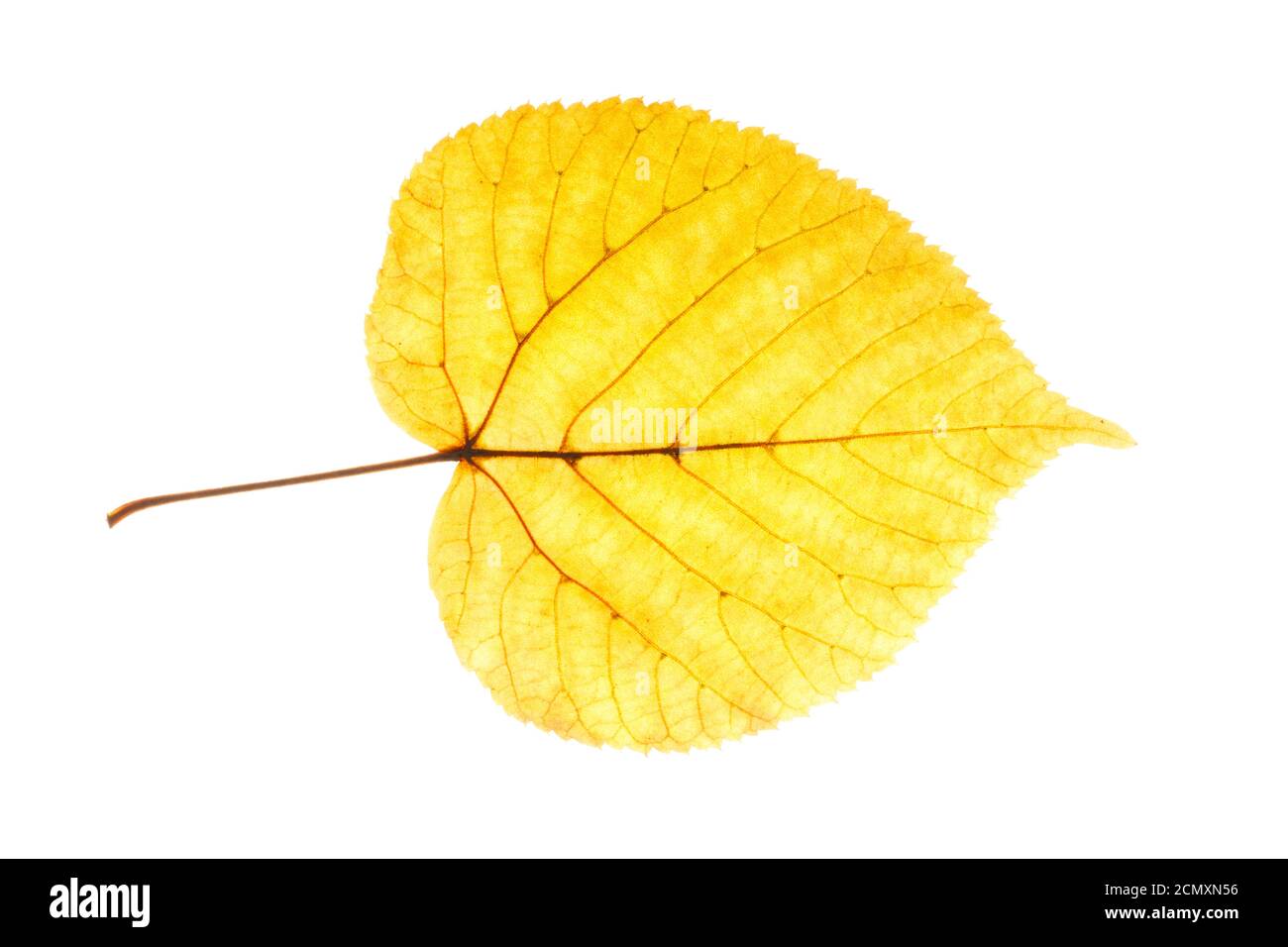 yellow old leaf isolated on white background Stock Photo - Alamy