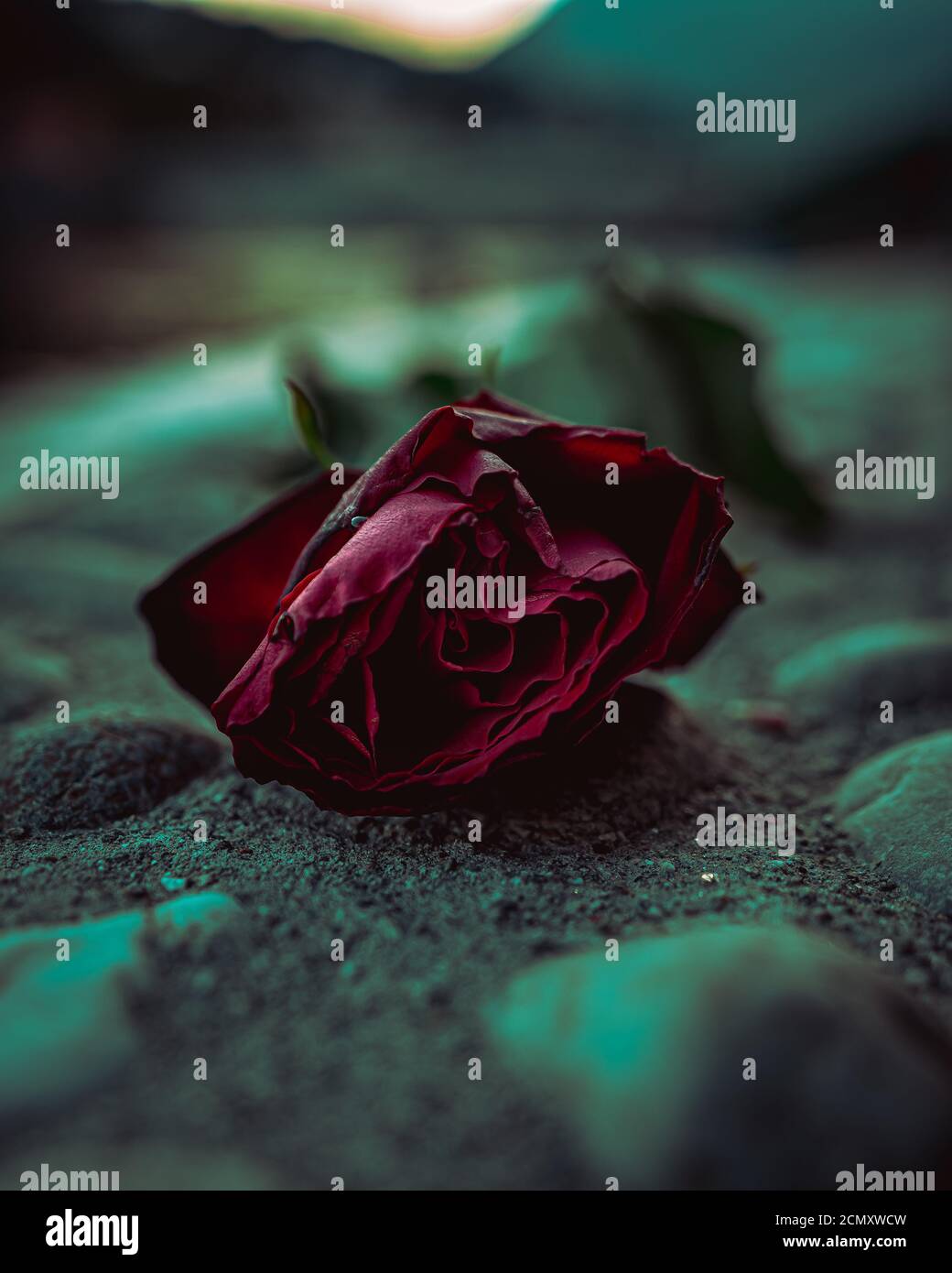 Closeup of the red rose on the ground - great for wallpapers Stock ...