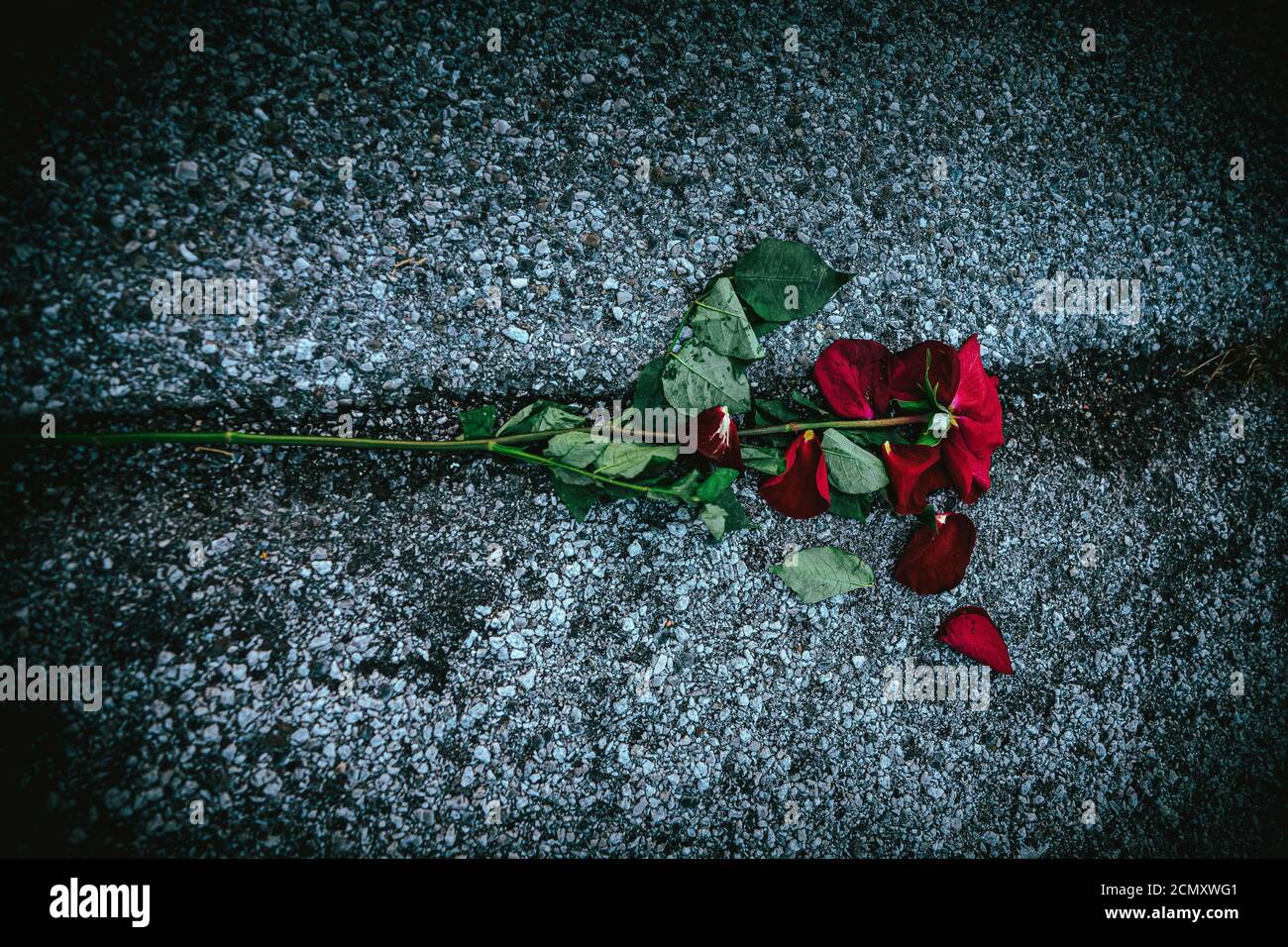 Top view of the red rose on the ground - great for wallpapers Stock ...