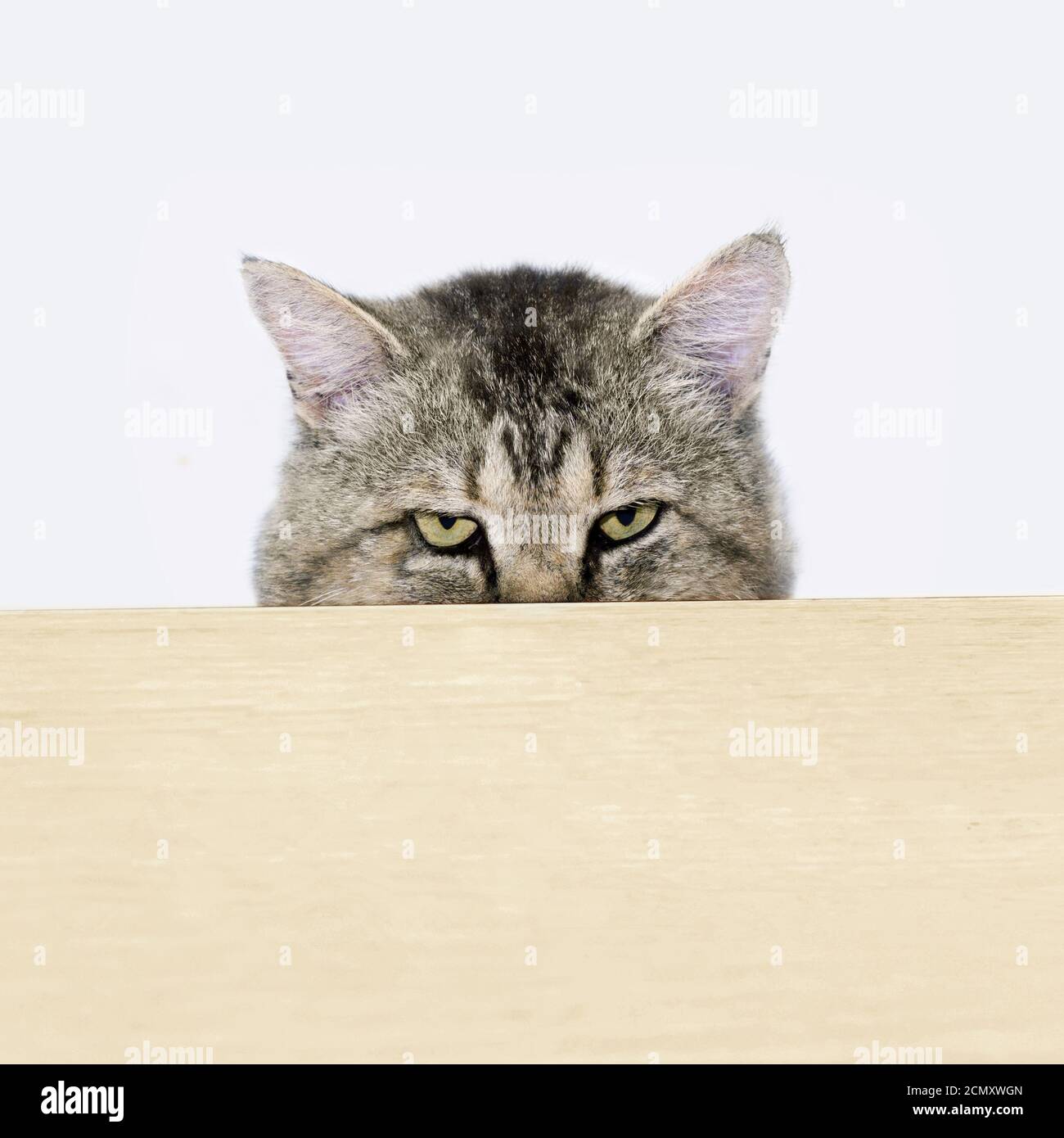 Cat peeking out from behind the table surface Stock Photo - Alamy