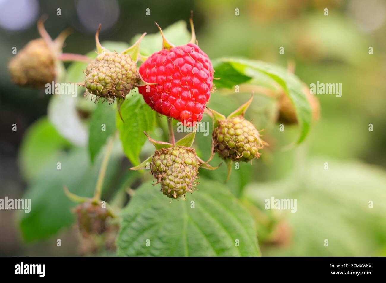 Raspberry seedling hi-res stock photography and images - Alamy