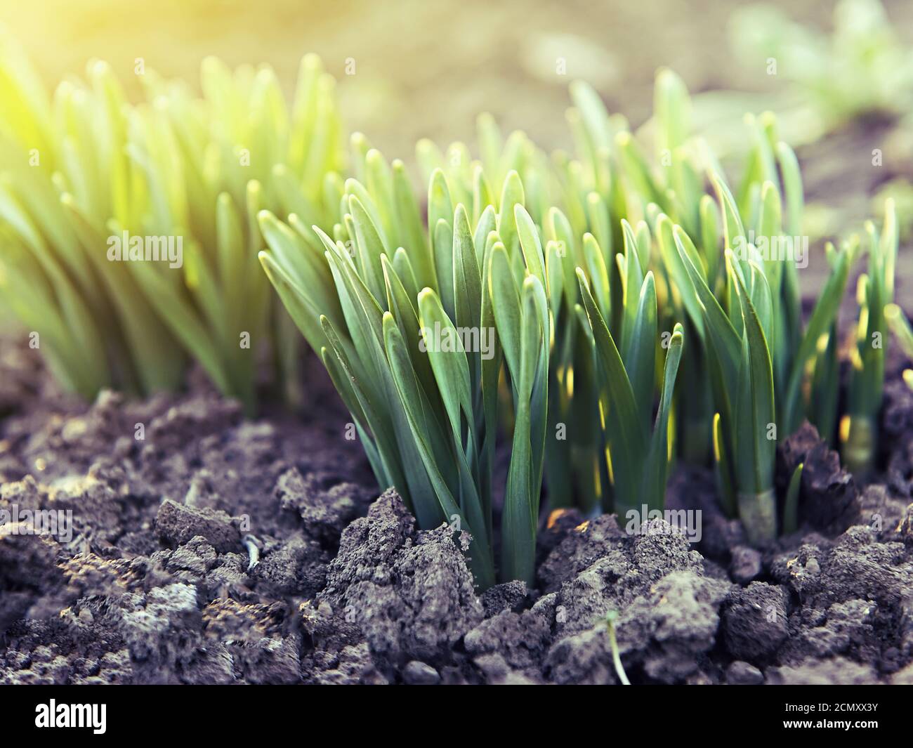 Sunlight backlit hi-res stock photography and images - Alamy