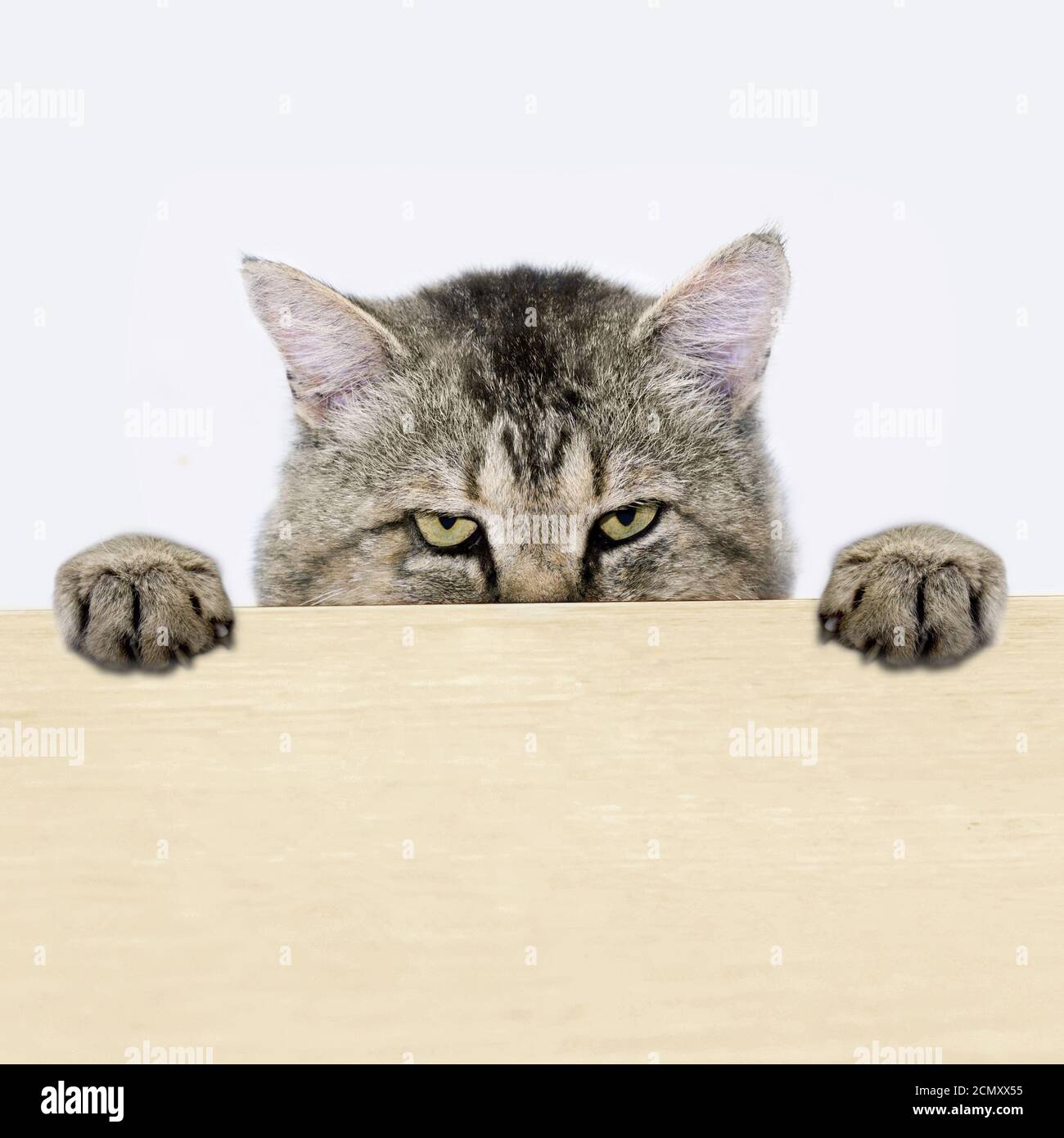 Cat peeking out from behind the table surface Stock Photo - Alamy