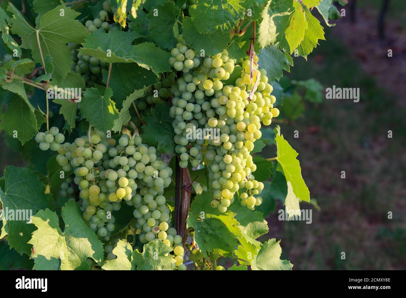 Delicious fresh grapes on the tree Stock Photo - Alamy