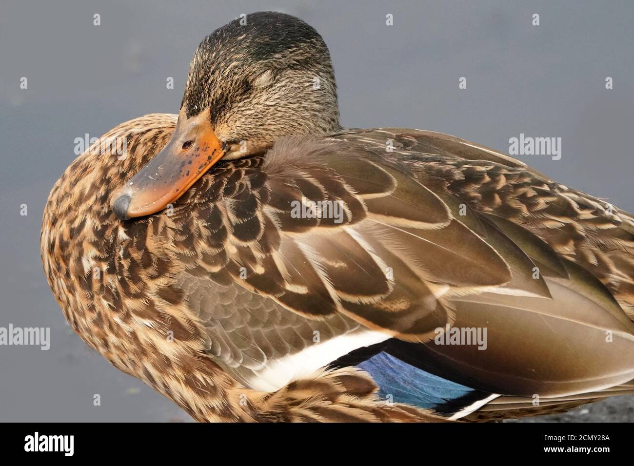 Mallard females resting Stock Photo - Alamy