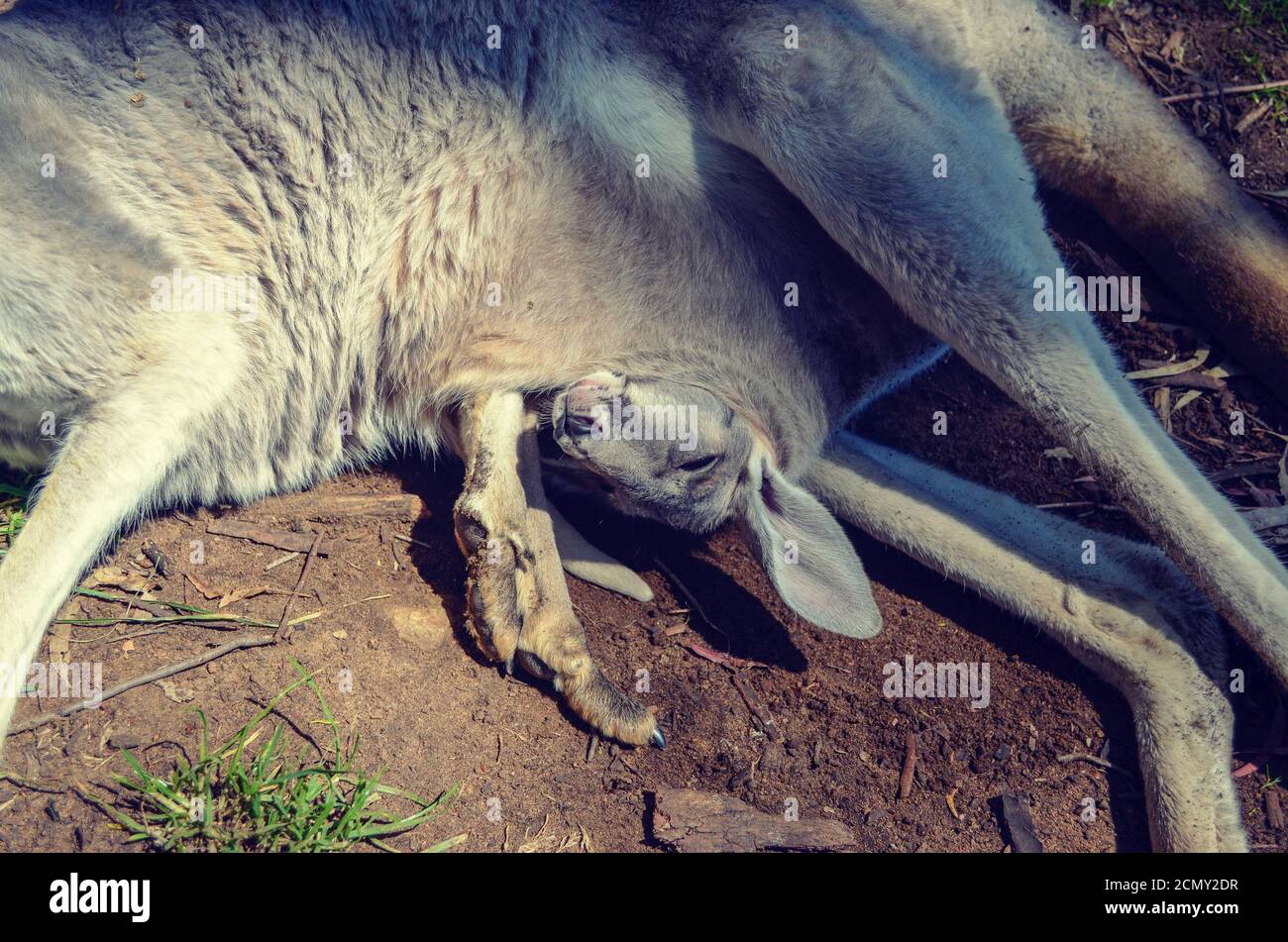 Cute animals, baby joey in pouch with mama kangaroo Stock Photo - Alamy