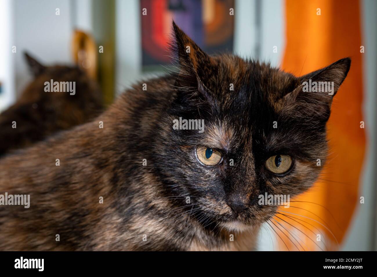 Green eyes tortoiseshell hi-res stock photography and images - Alamy