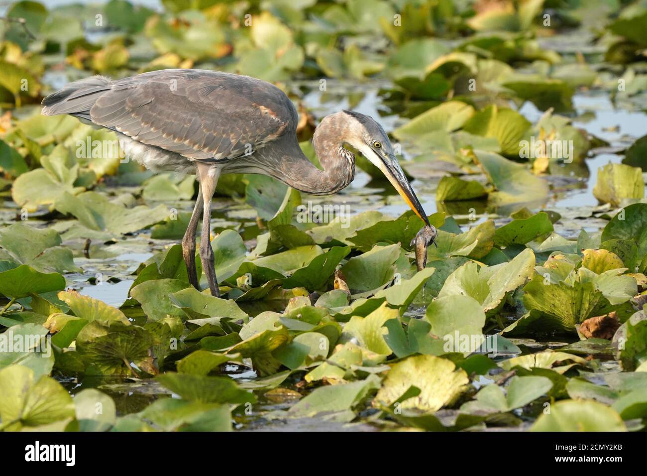 Great Blue Herons in marsh Stock Photo - Alamy