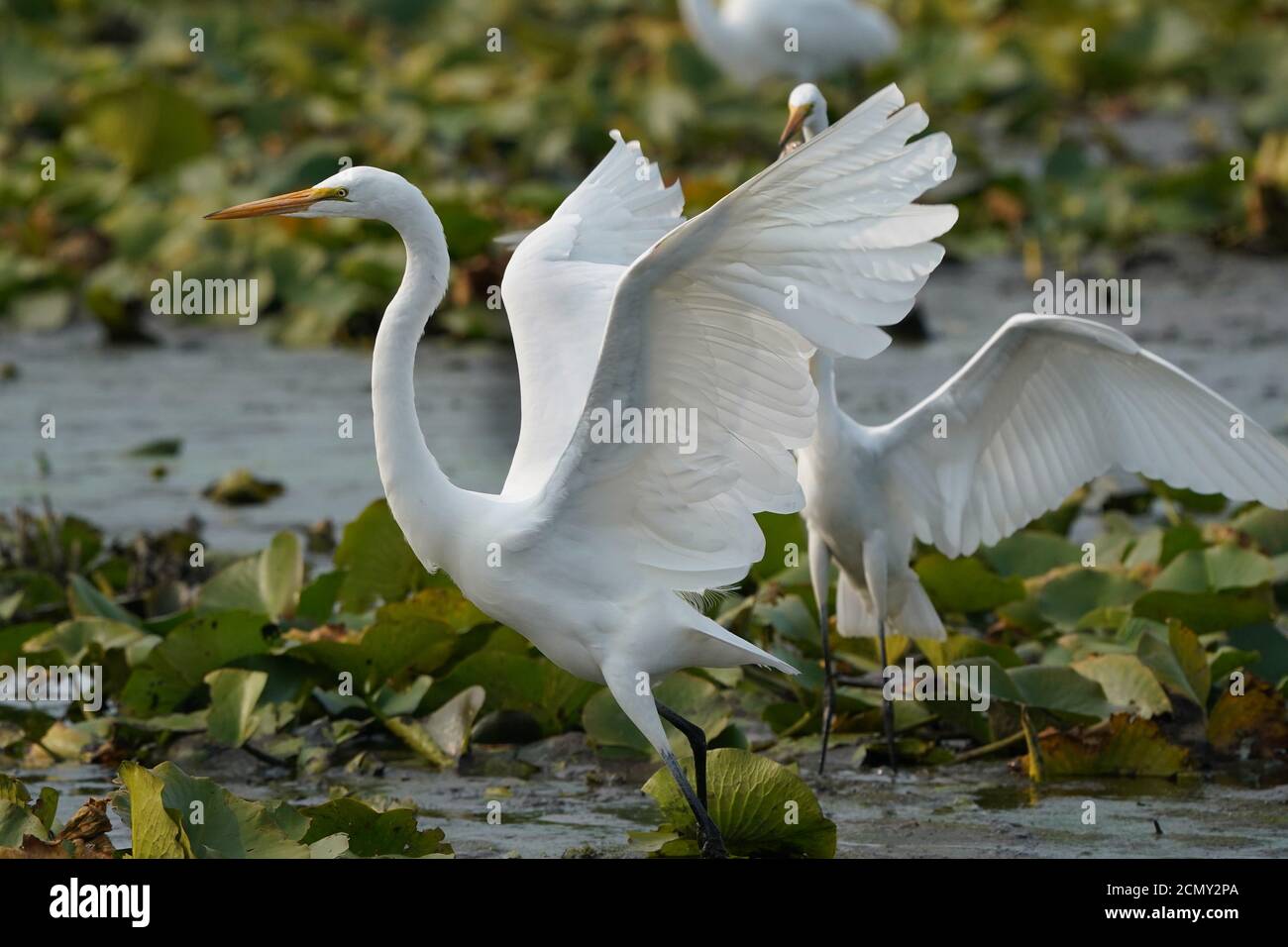 Great Egrets fishing in marsh Stock Photo - Alamy