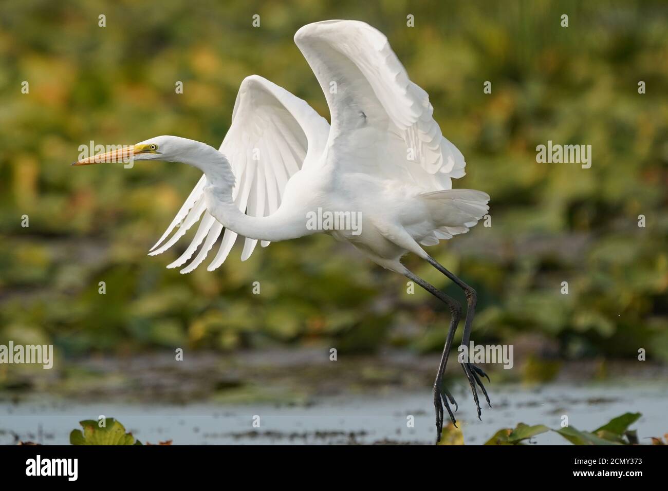 Great Egrets fishing in marsh Stock Photo - Alamy