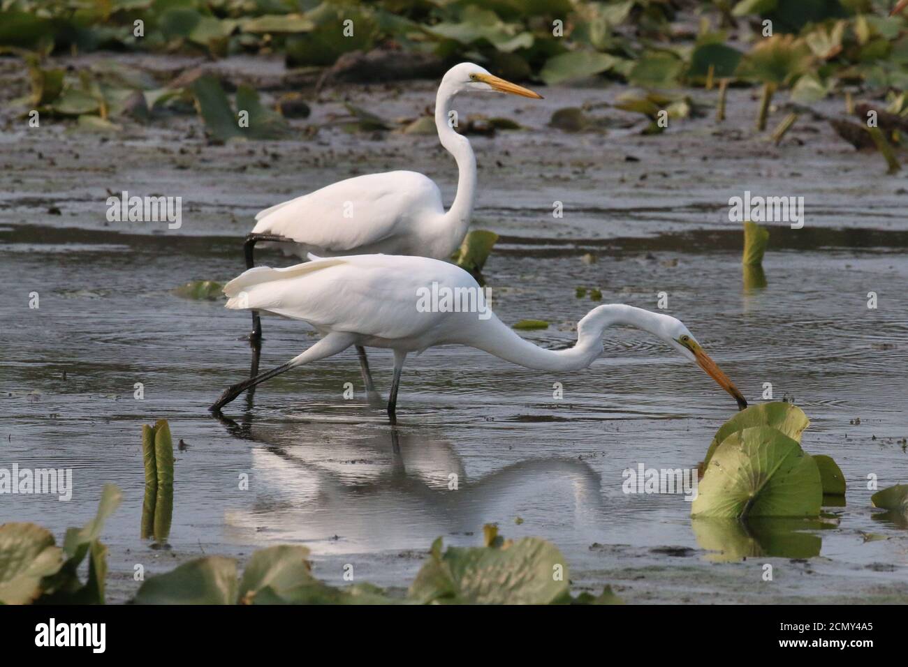 Great Egrets fishing in marsh Stock Photo - Alamy