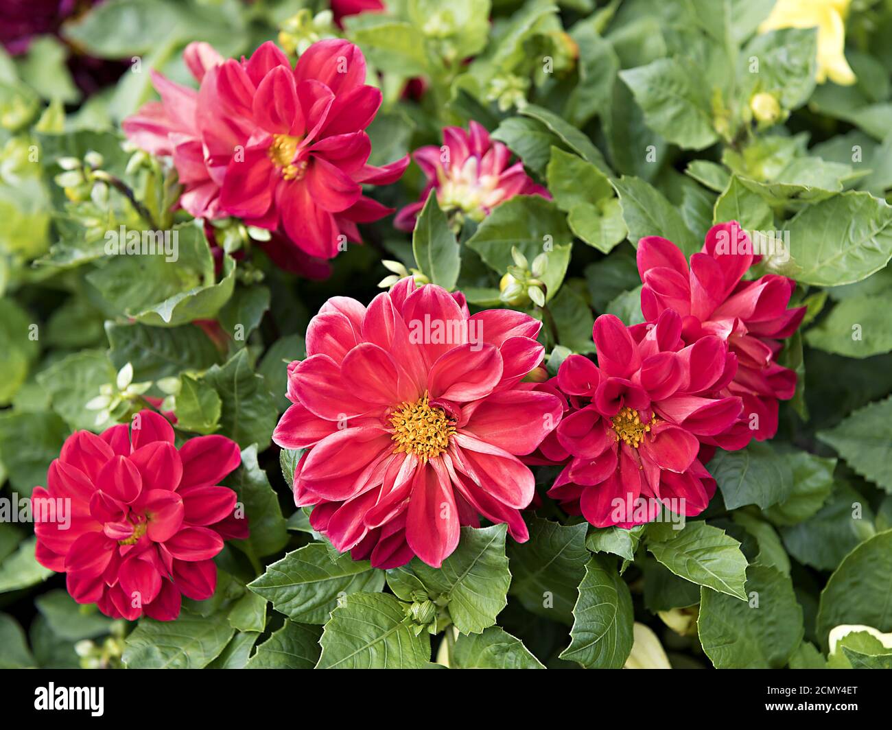 Large dahlias hi-res stock photography and images - Alamy