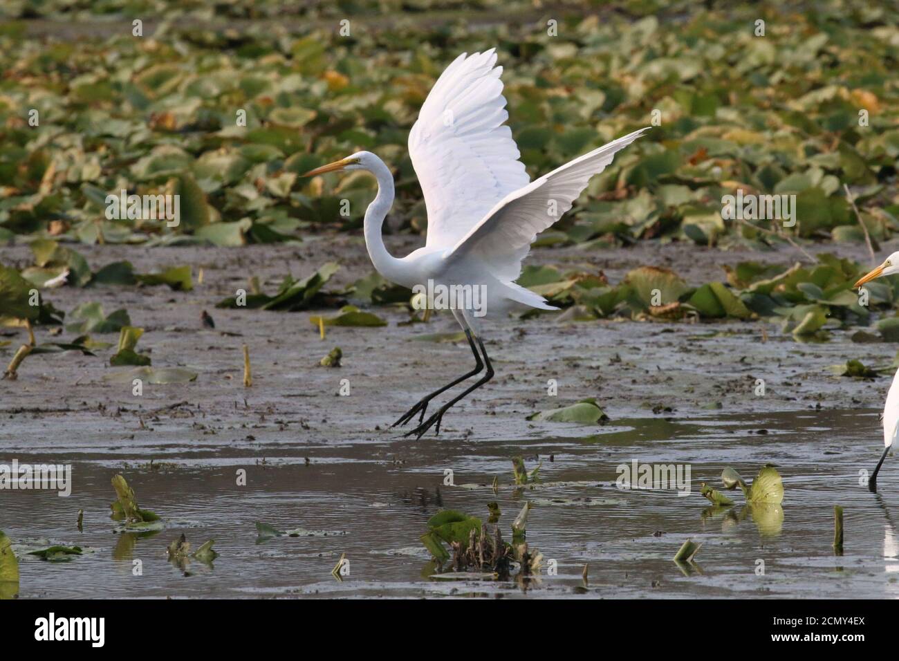 Great Egrets fishing in marsh Stock Photo - Alamy