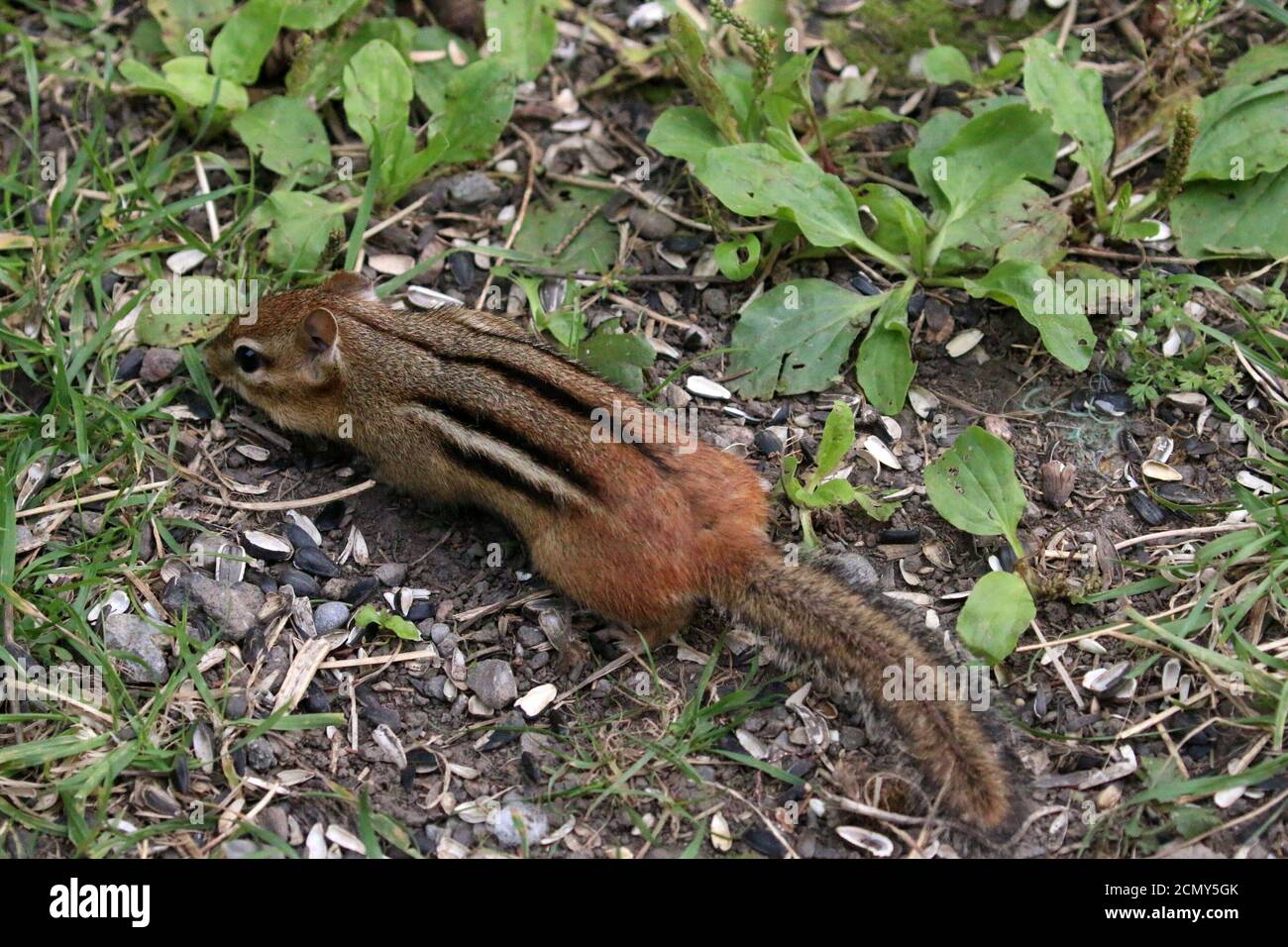 Collecting food in pouch hi-res stock photography and images - Alamy