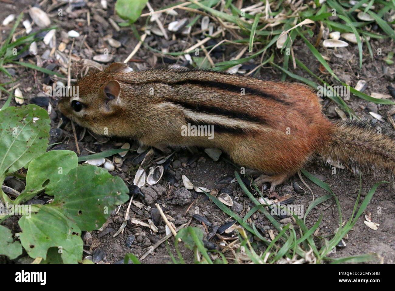 Collecting food in pouch hi-res stock photography and images - Alamy