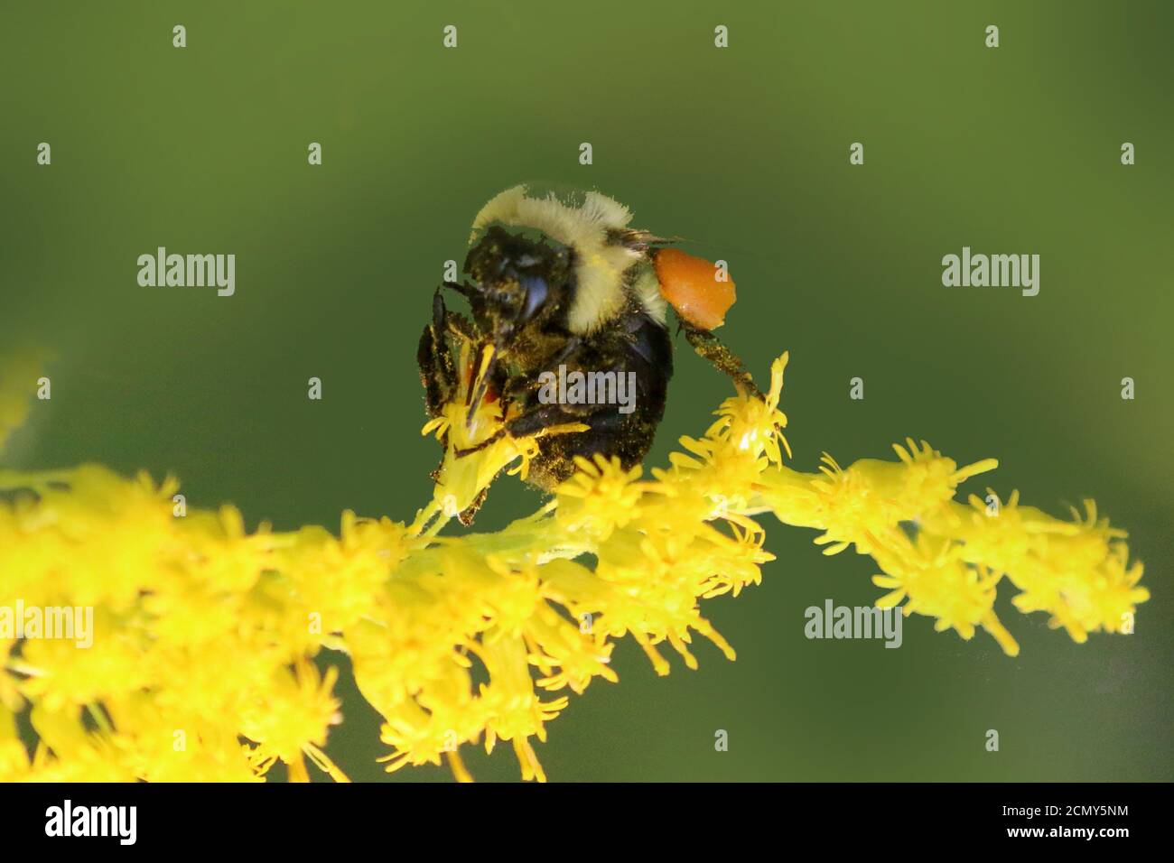 Goldenrod fall food for bees hi-res stock photography and images - Alamy