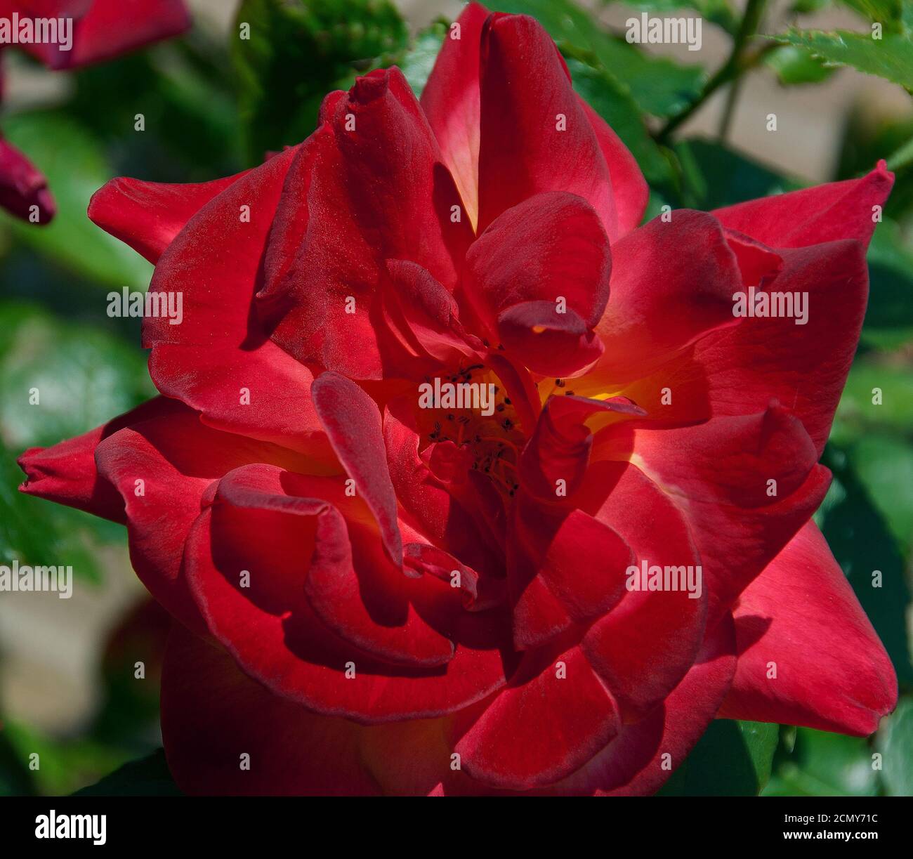 Ruby wedding tea rose hi-res stock photography and images - Alamy