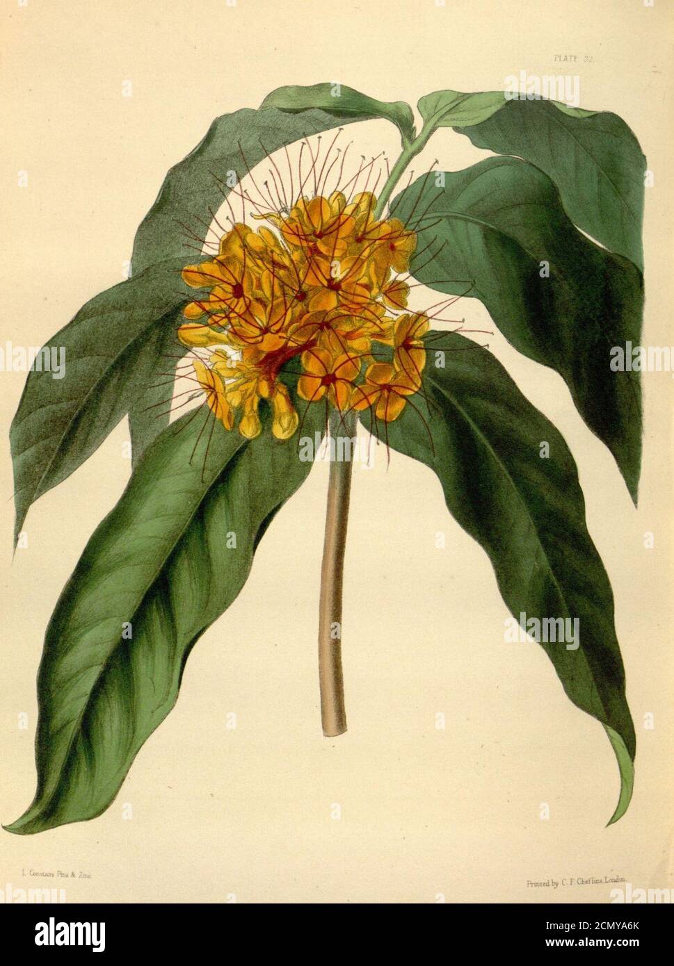 Asoca tree hi-res stock photography and images - Alamy