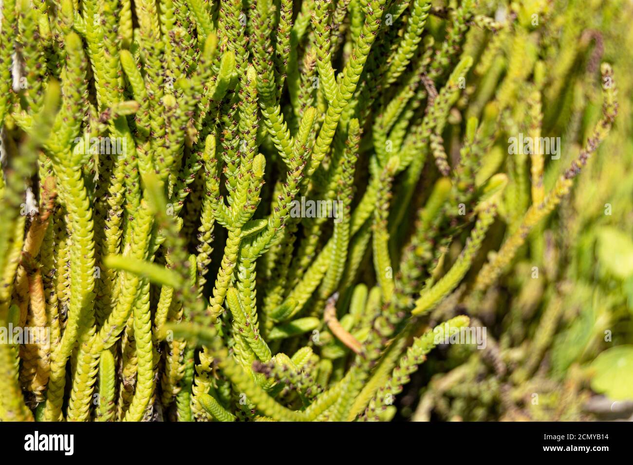 Rattail Crassula Suculenta with little black seeds Stock Photo - Alamy