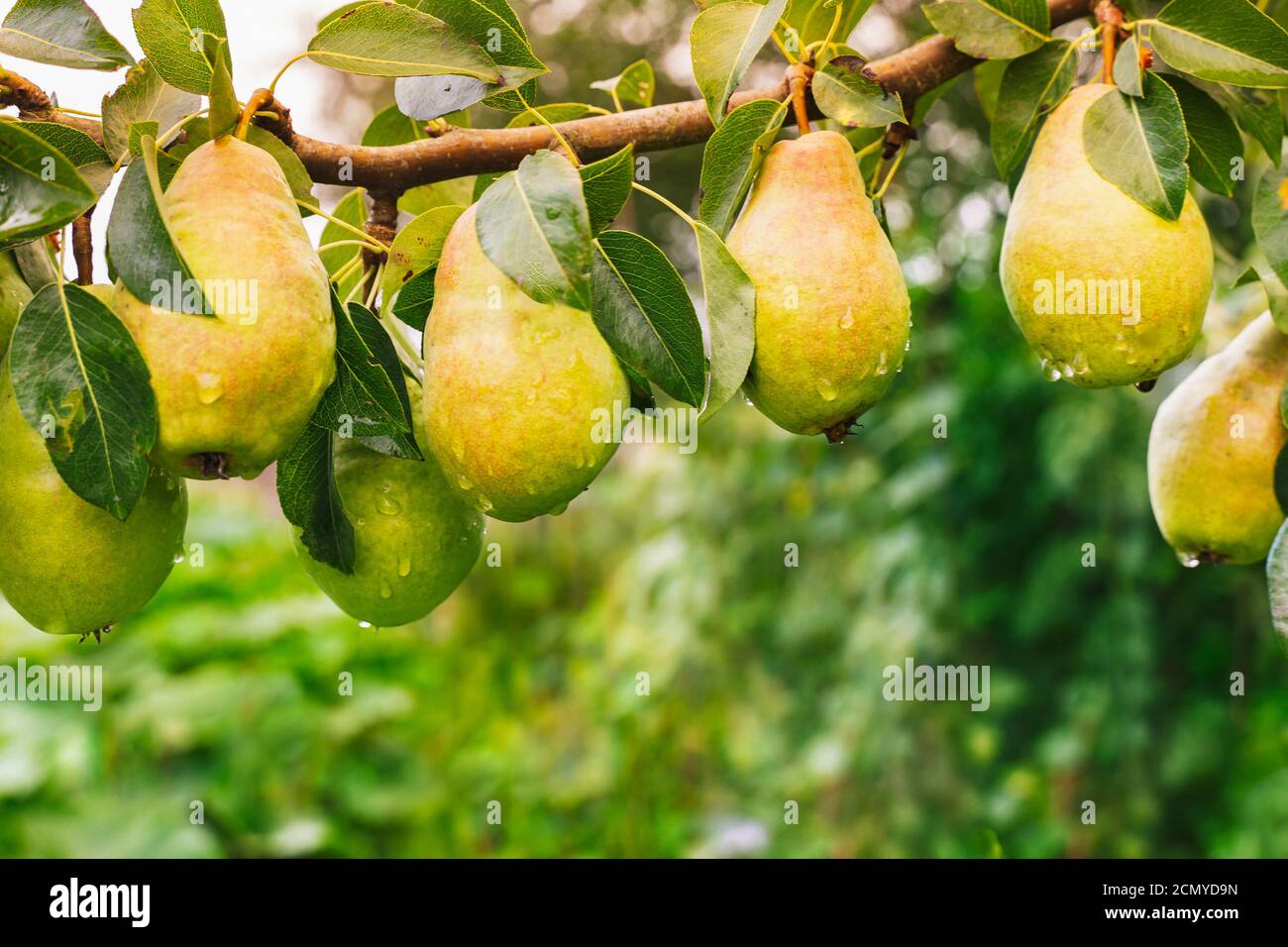 Bunch of Ripe juicy pears hanging on tree branches in fruit garden ...