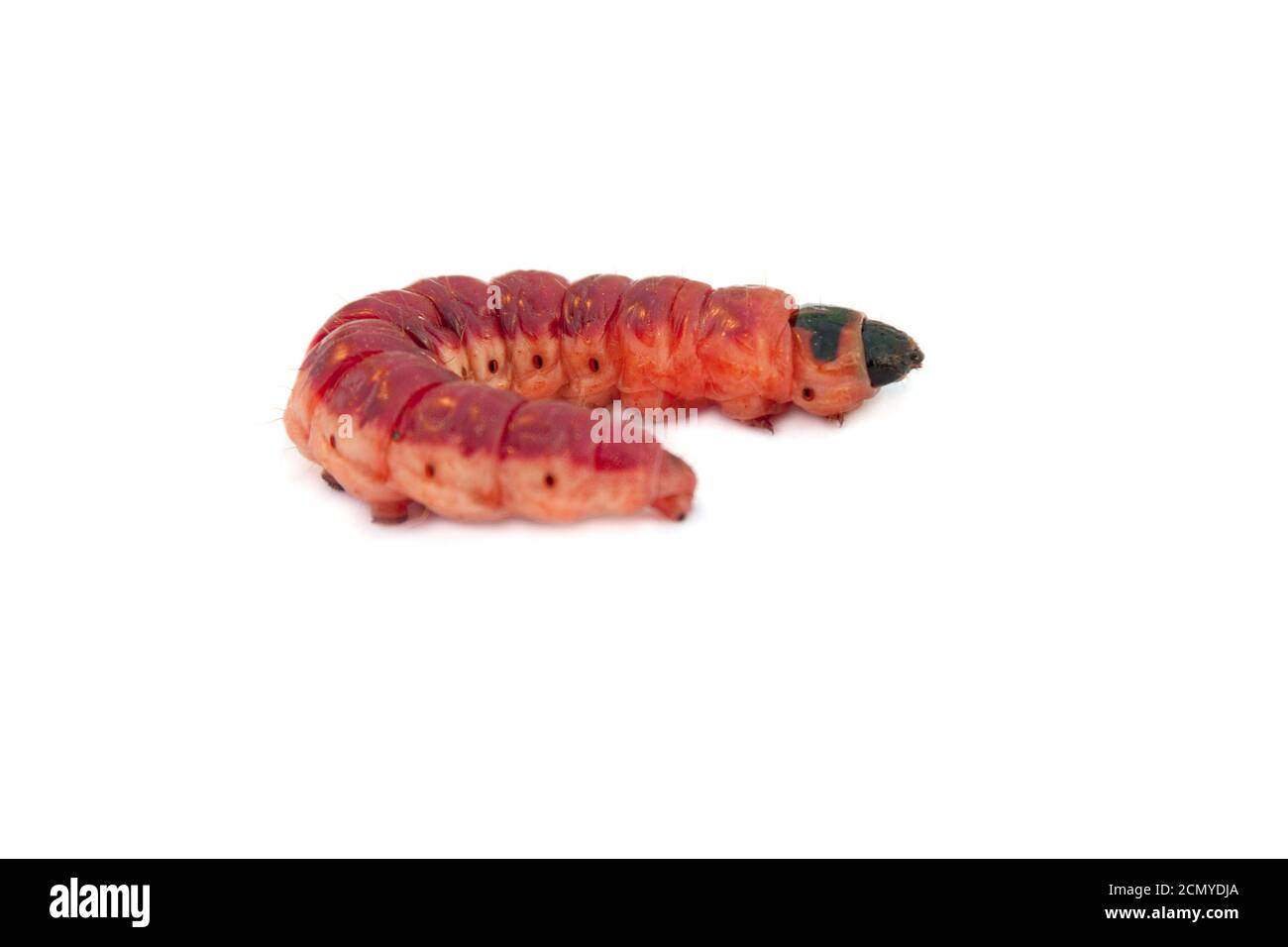 Bright colored insects Cut Out Stock Images & Pictures - Alamy