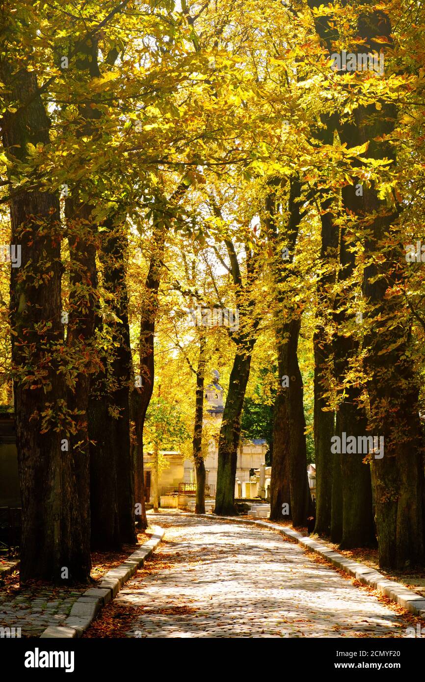 Paris trees leaves hi-res stock photography and images - Alamy