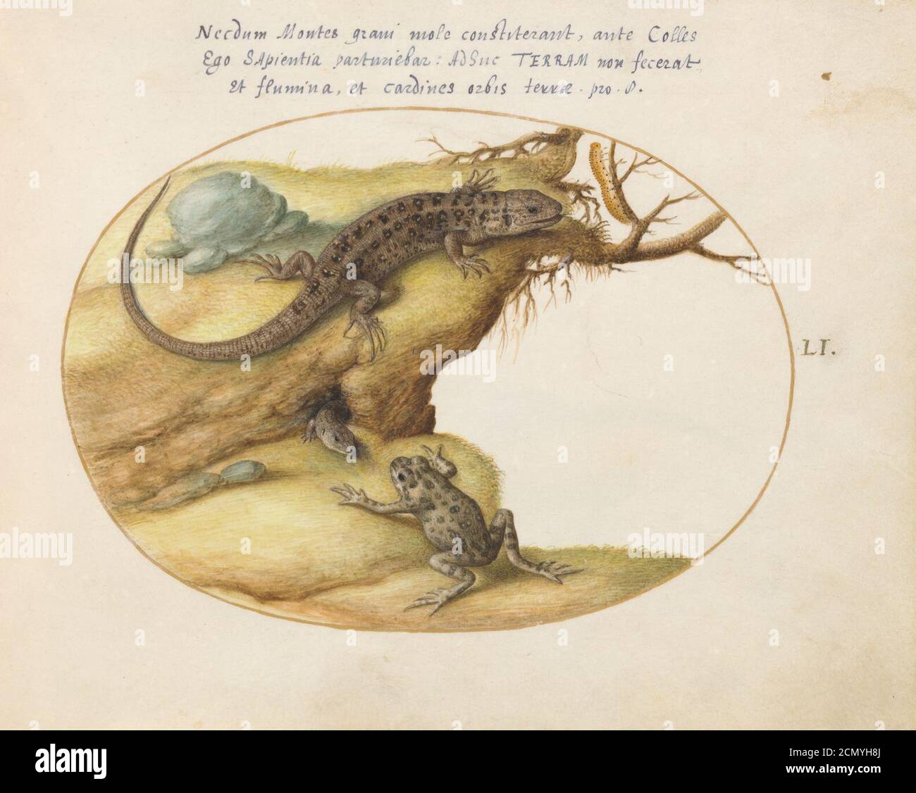 Animalia qvadrvpedia hi-res stock photography and images - Alamy