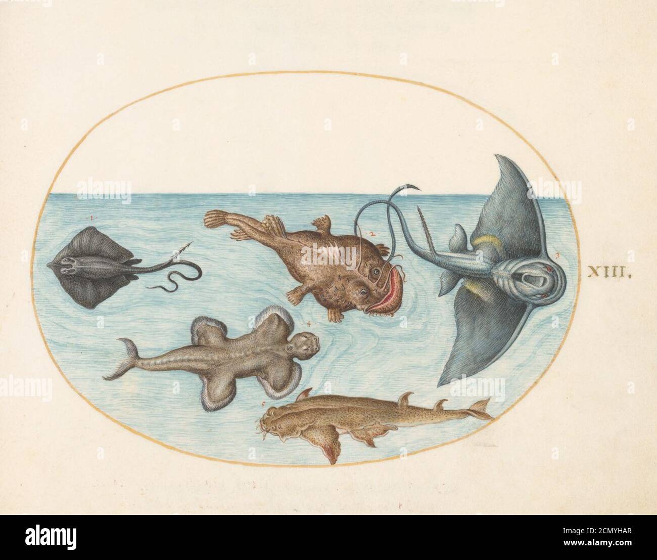 Animalia aqvatilia et cochiliata hi-res stock photography and images ...