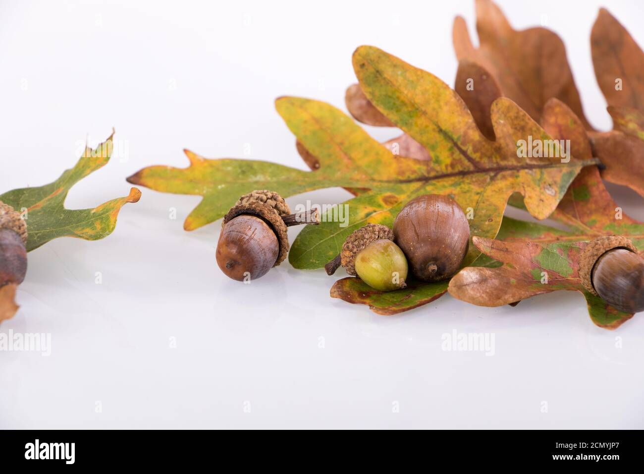 Acorns and oak leaves isolated on white background. fall/autumn Stock ...