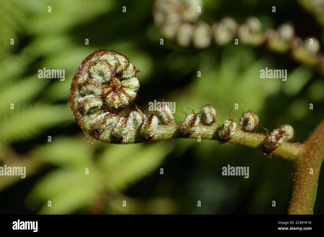 Fern uncurling hi-res stock photography and images - Alamy