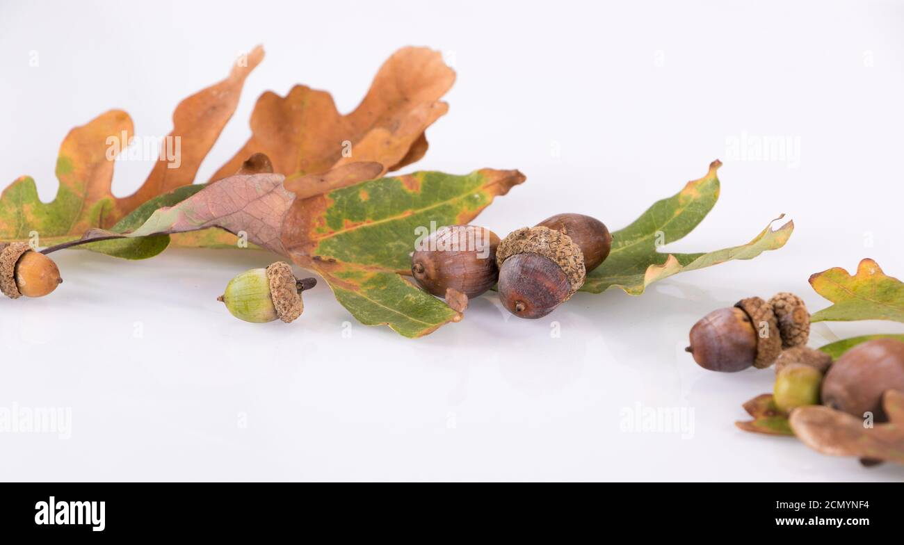 Acorns and oak leaves isolated on white background. fall/autumn Stock ...