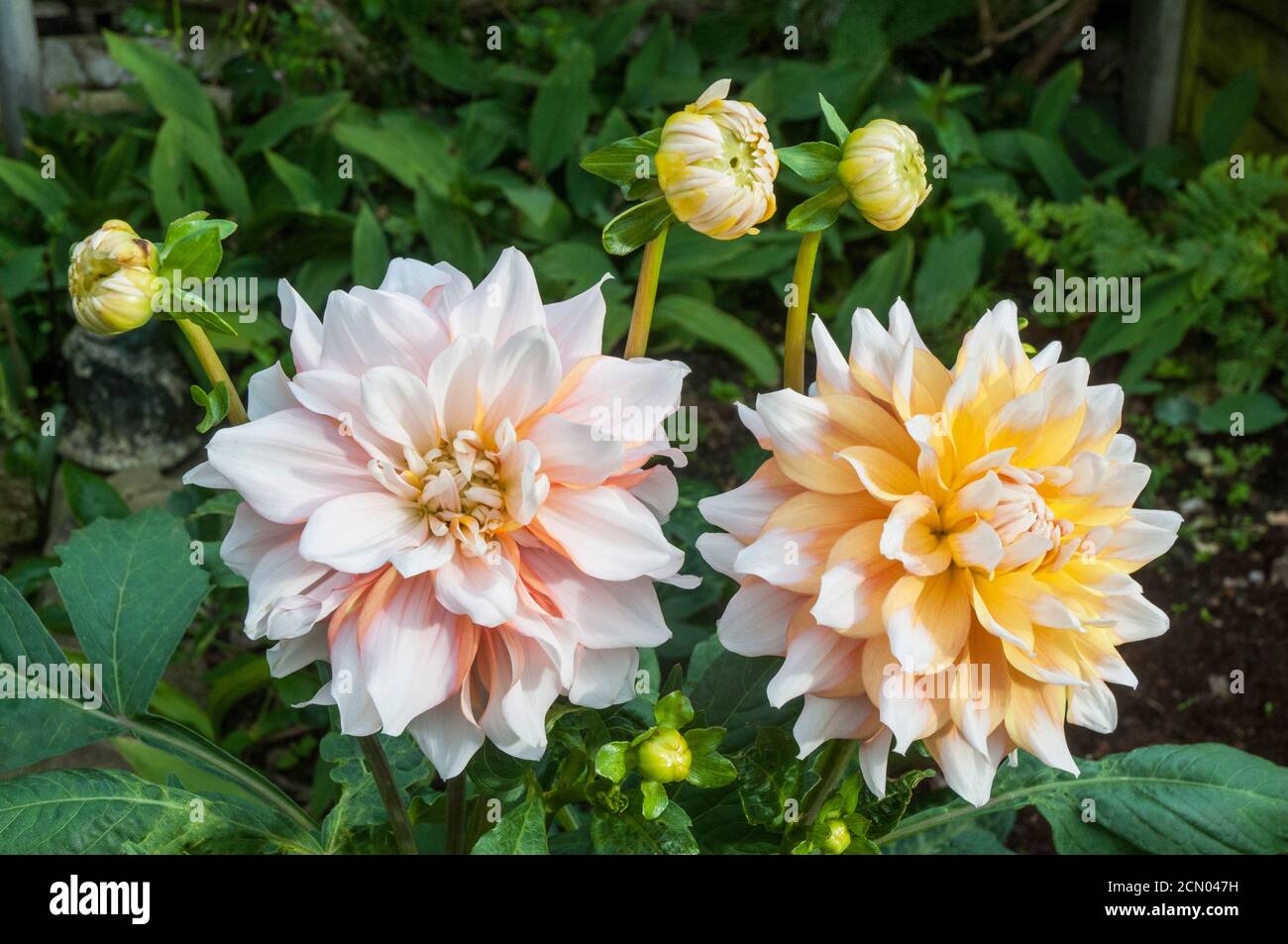 A close up of two Dahlia Seattle a decorative or dinner plate double ...