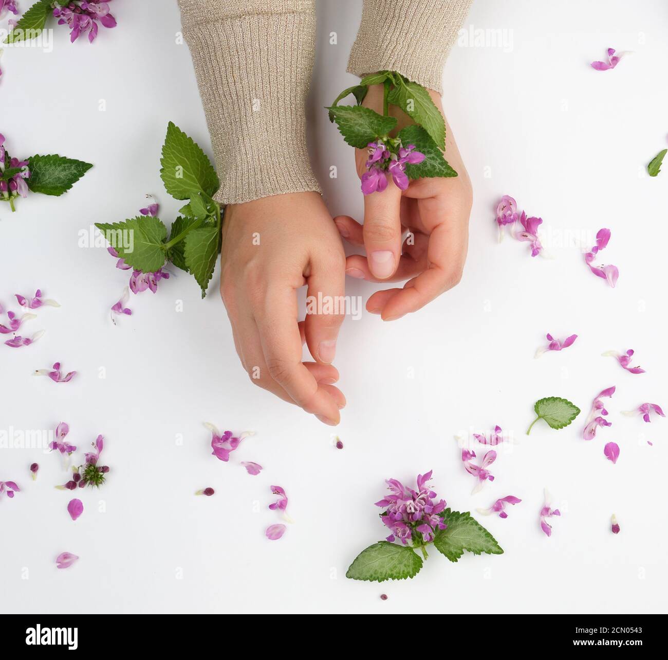 female hands and pink small flowers on a white background, fashionable ...
