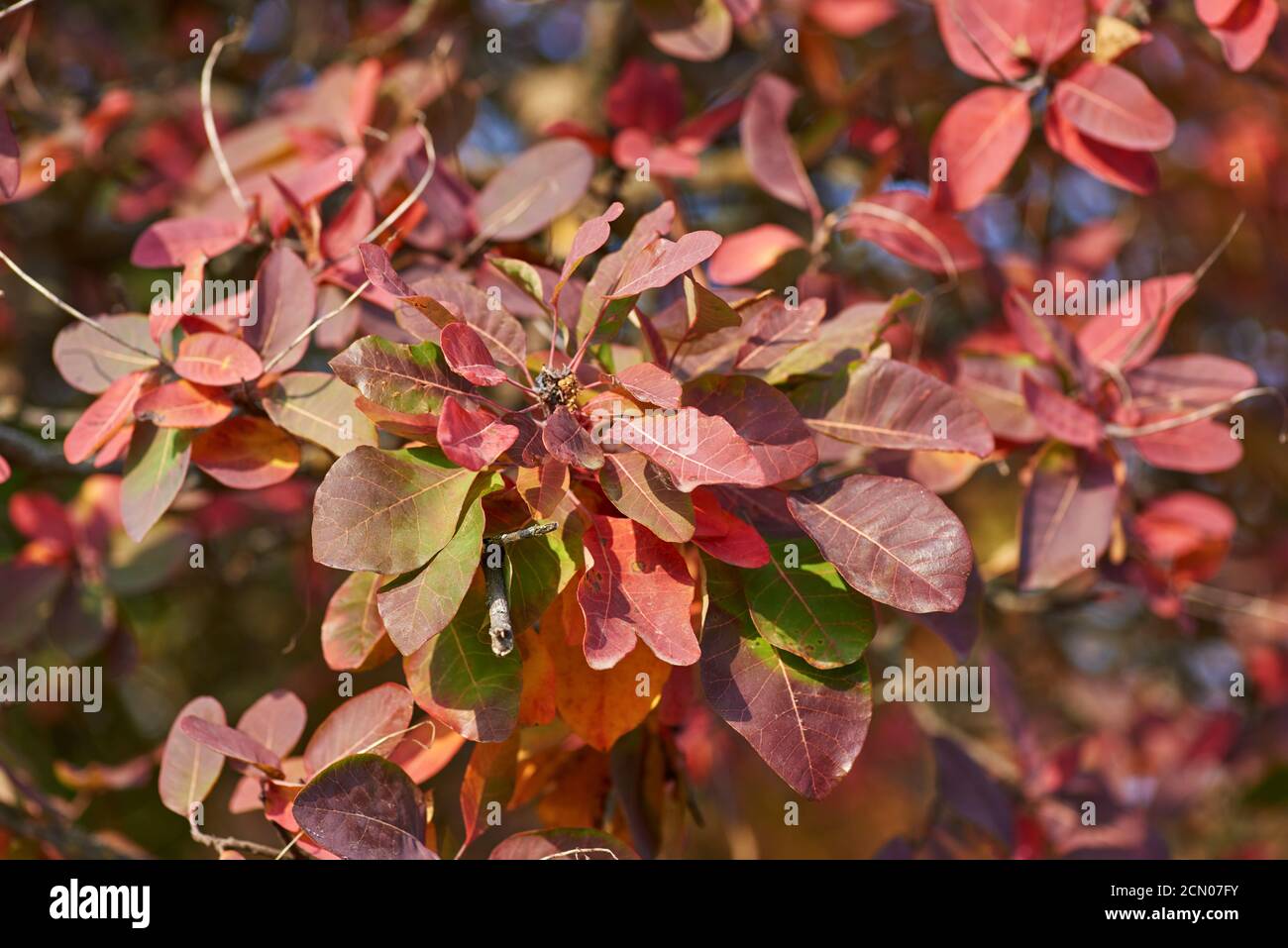 yellow and red leaves of Cotinus coggygria , close up Stock Photo - Alamy