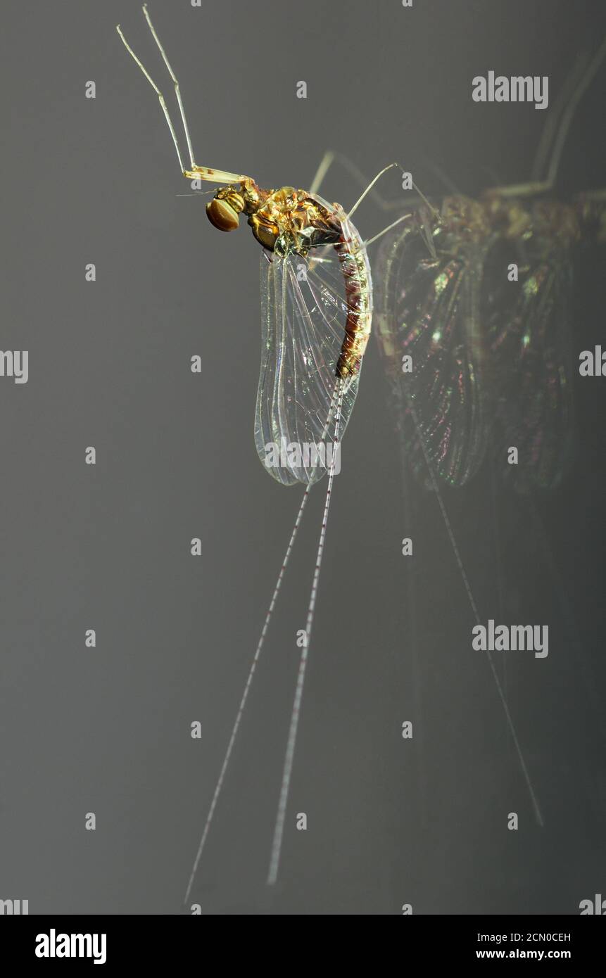 Male mayfly of Baetidae family set verticaly on a glass window with ...
