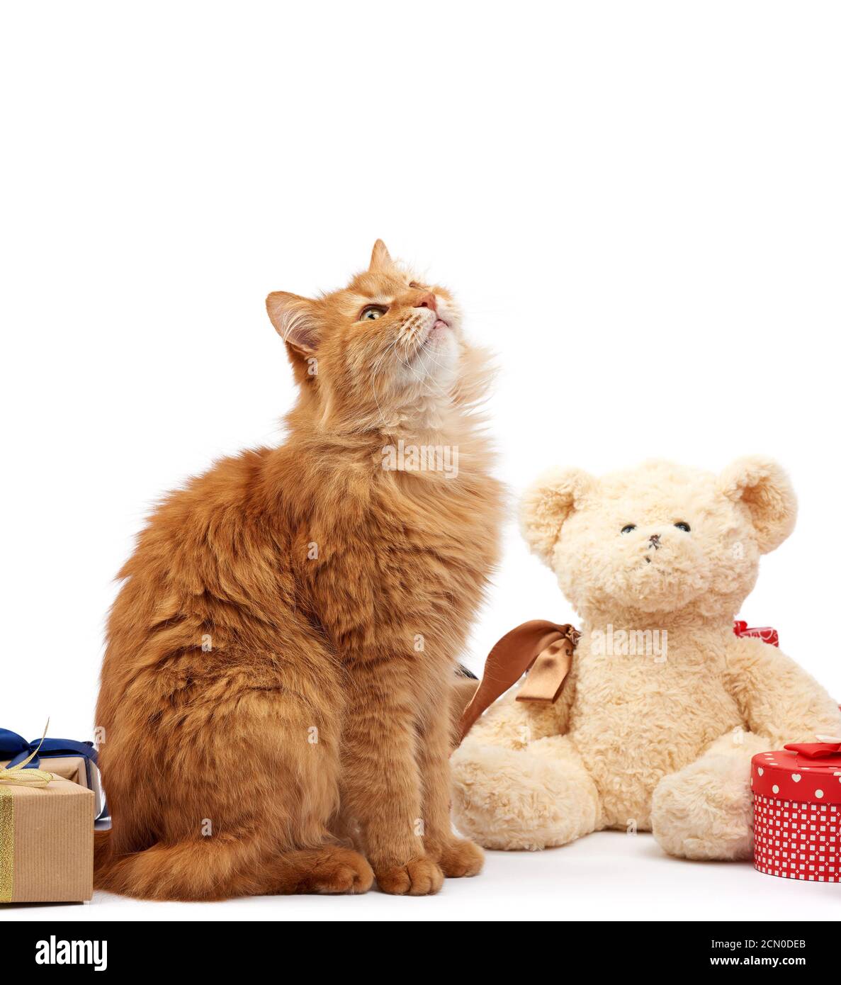 funny adult ginger cat sitting in the middle of boxes wrapped in brown ...