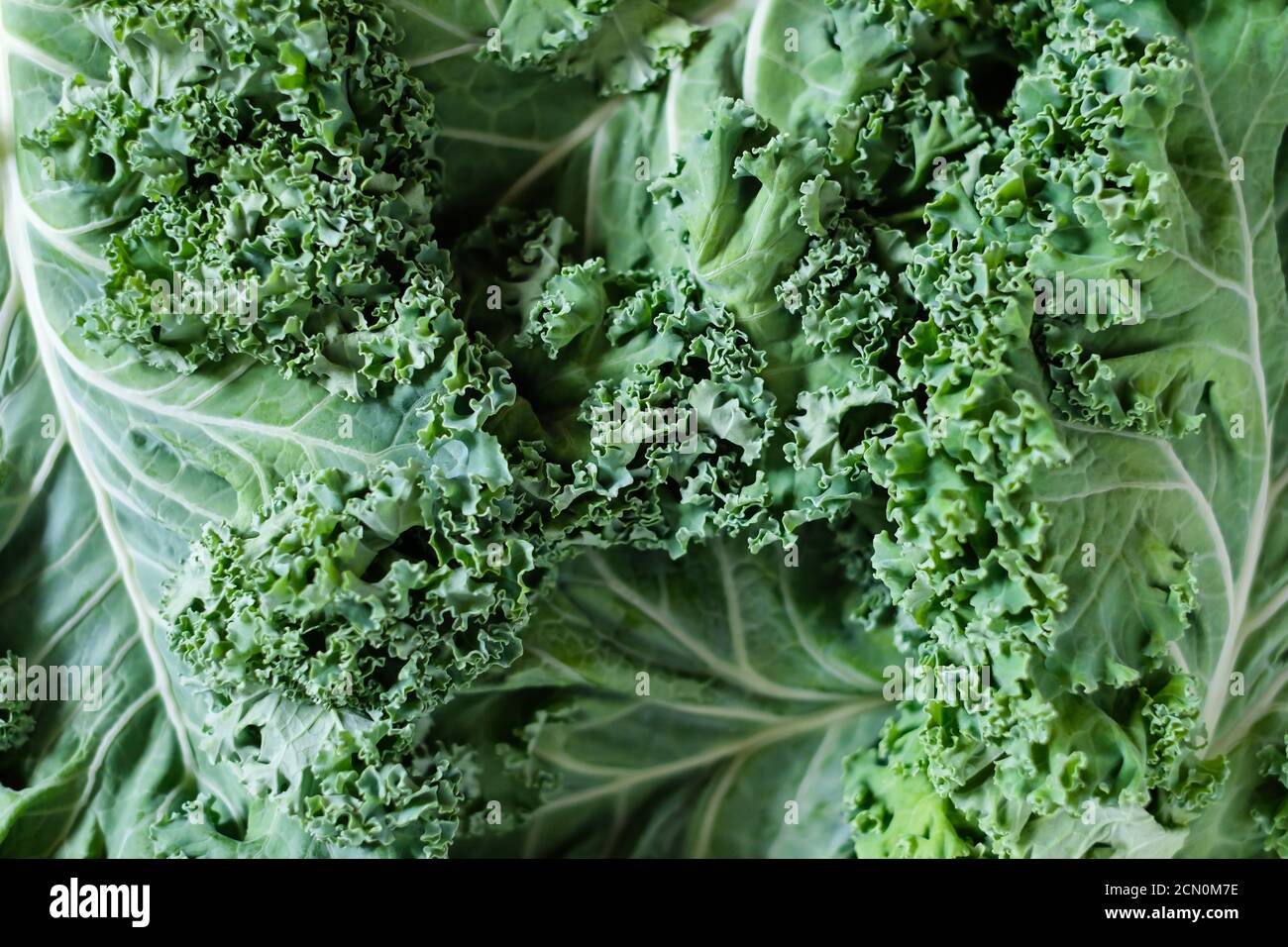 Fresh raw green curly-leaf kale or leaf cabbage, close up view. Healthy ...