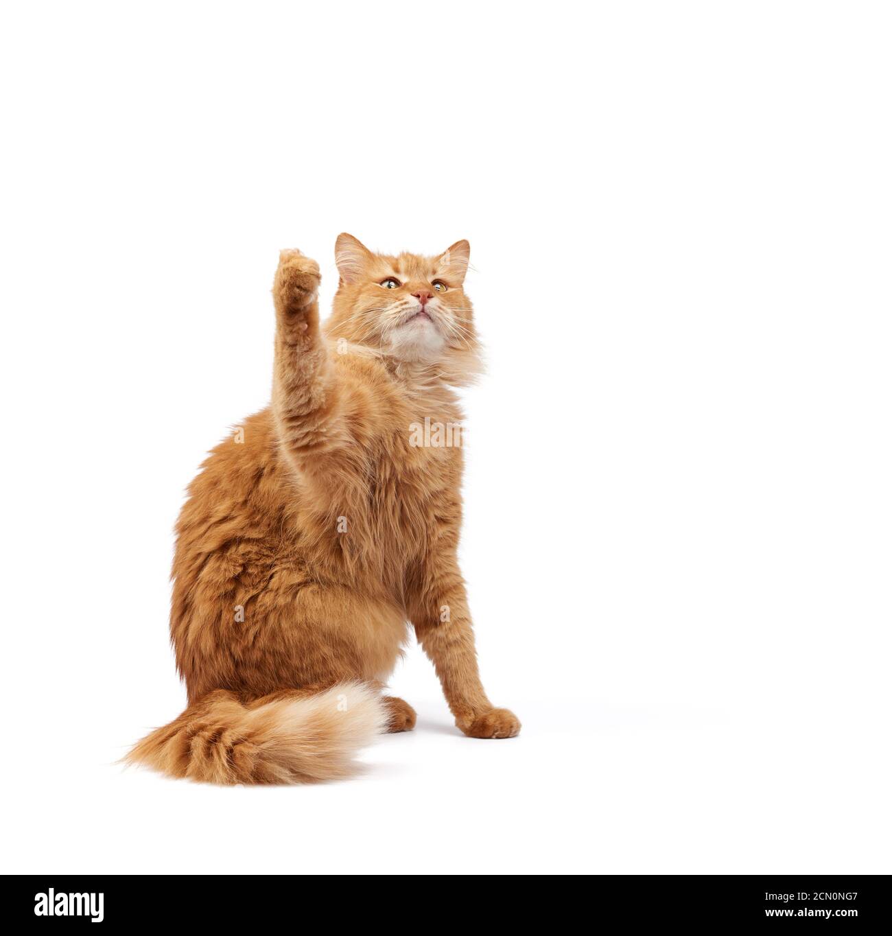 Cat raised paws hi-res stock photography and images - Alamy